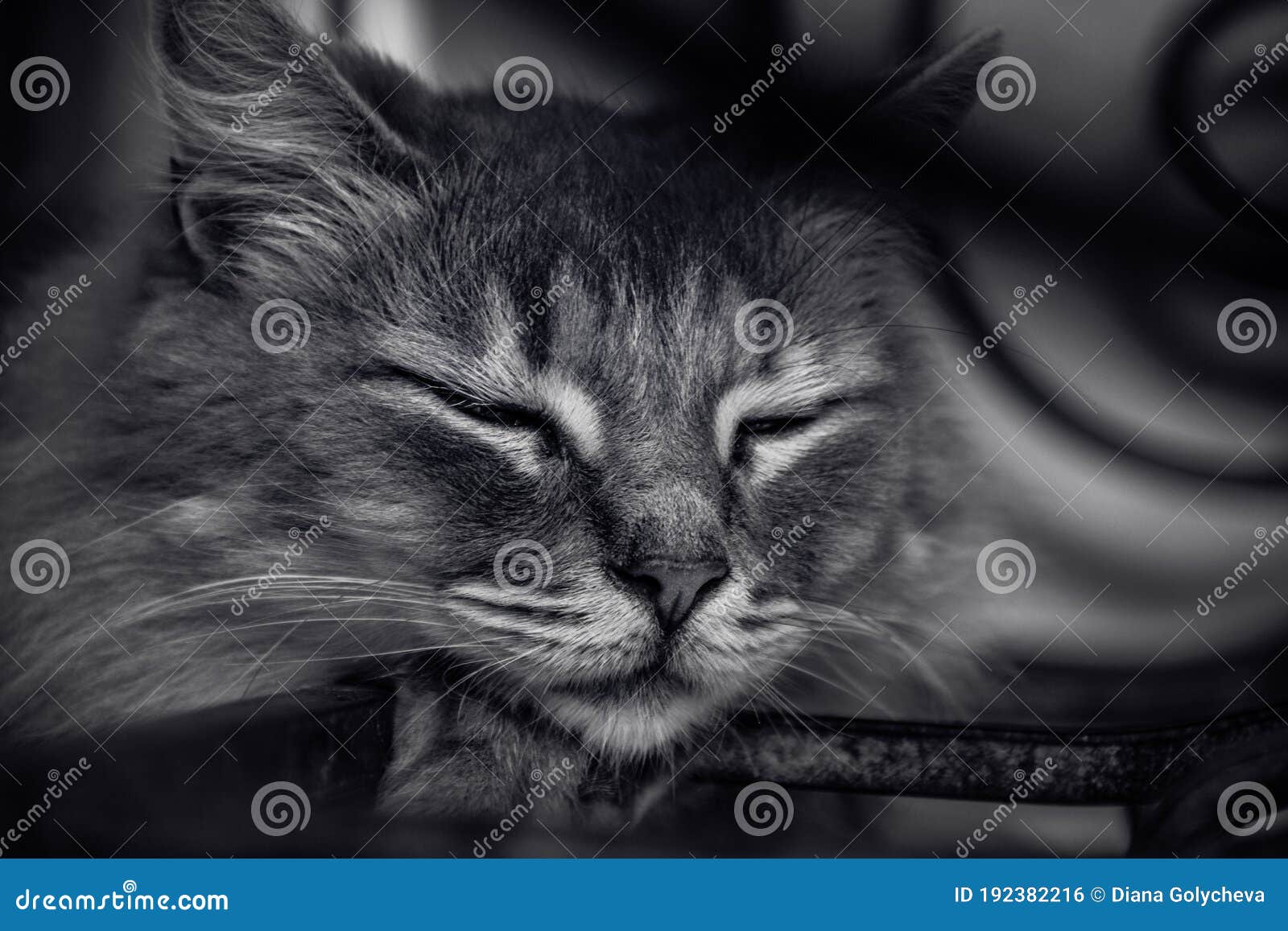 Sleeping Gray Cat, Close-up Portrait Stock Photo - Image of kitten ...