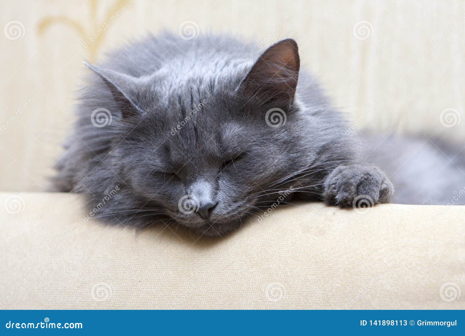 Sleeping gray cat on sofa stock image. Image of beast - 141898113