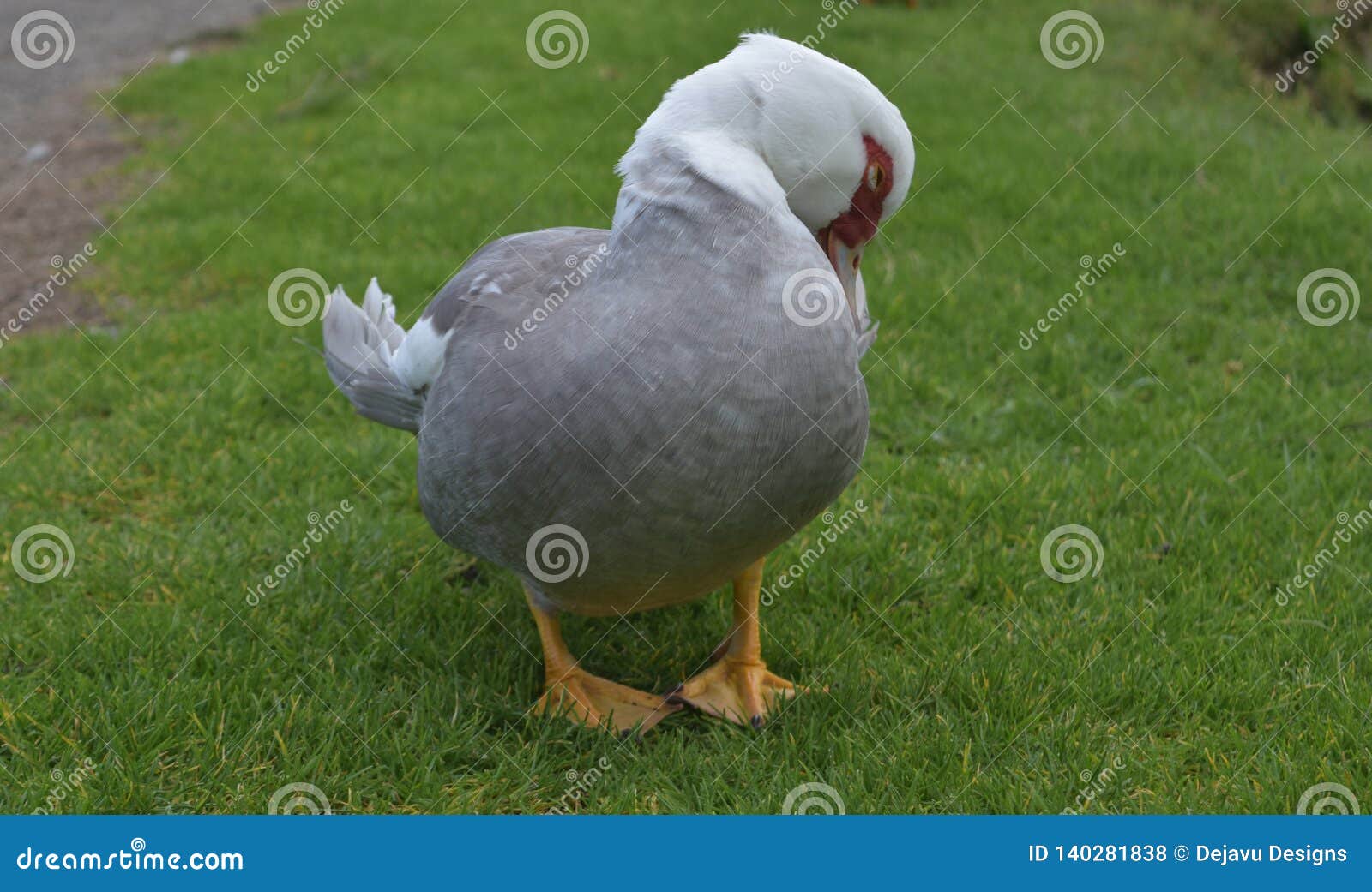 Sleeping Gray and White Duck with His Head Curved Down Stock Photo ...