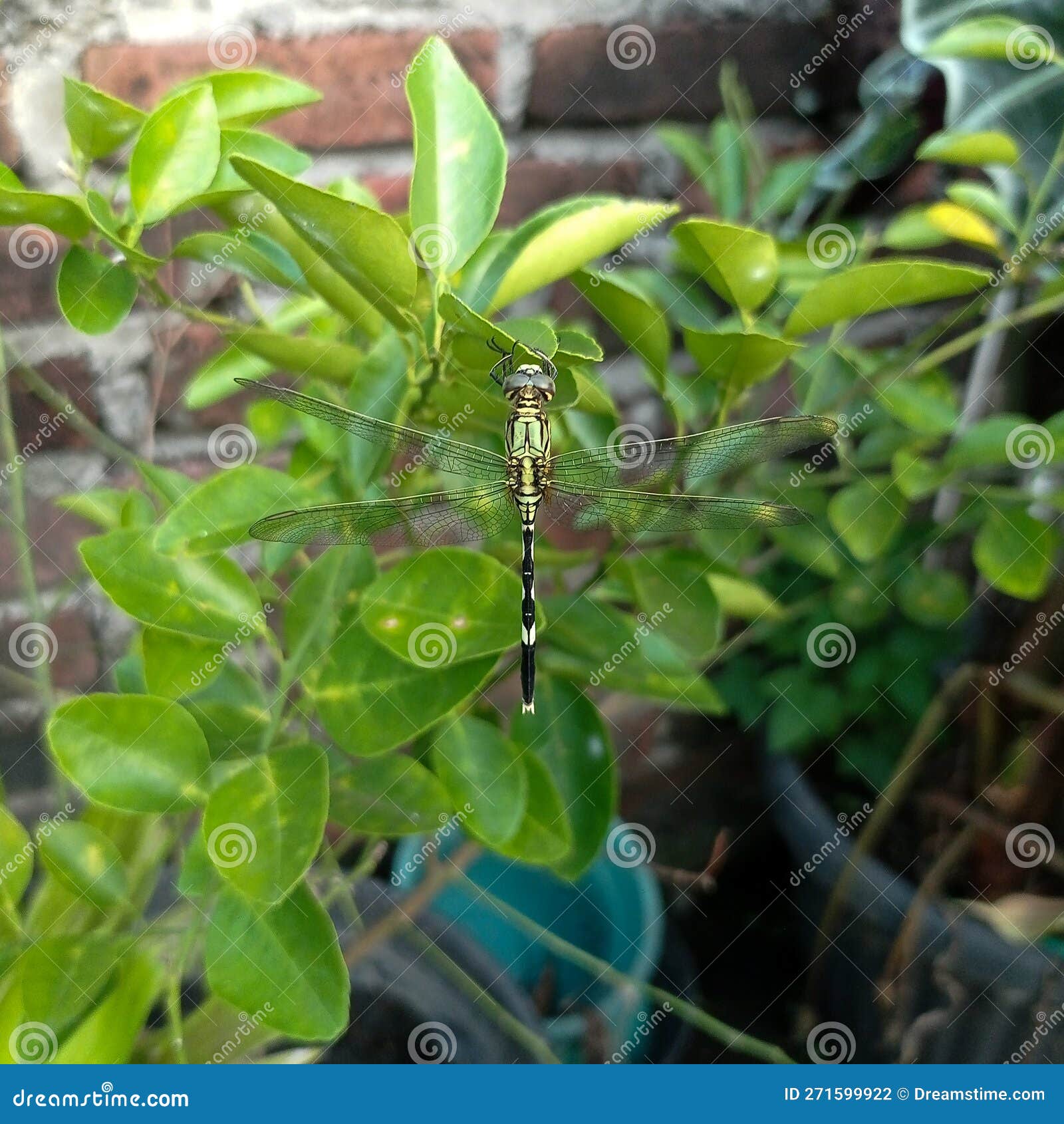 Sleeping Green Dragonfly on the Leaf Stock Photo - Image of kamuflase ...