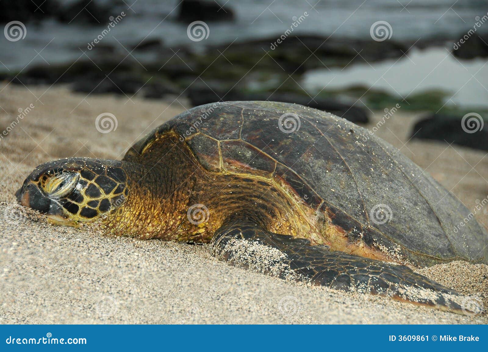 Sleeping Green Sea Turtle stock image. Image of endangered - 3609861