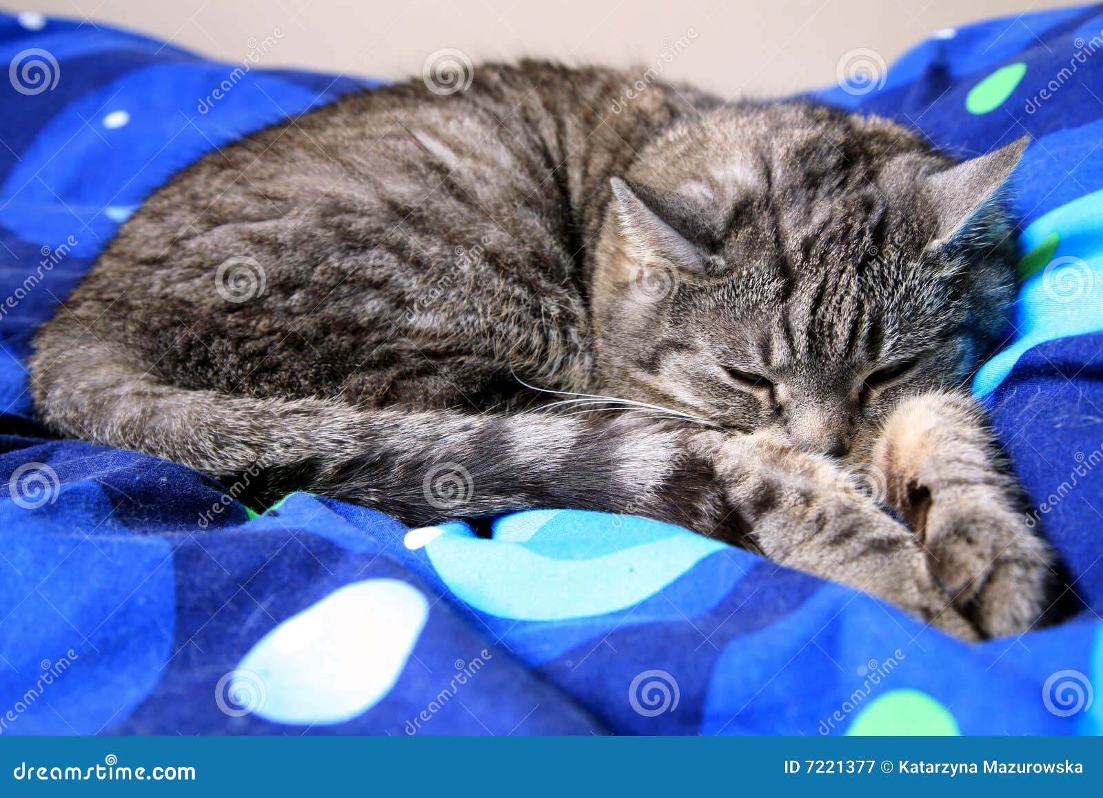 Sleeping grey cat. stock image. Image of laziness, color - 7221377
