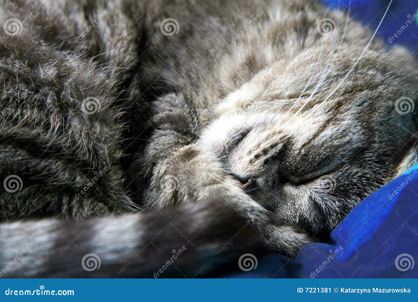Sleeping grey cat. stock image. Image of close, domestic - 7221381
