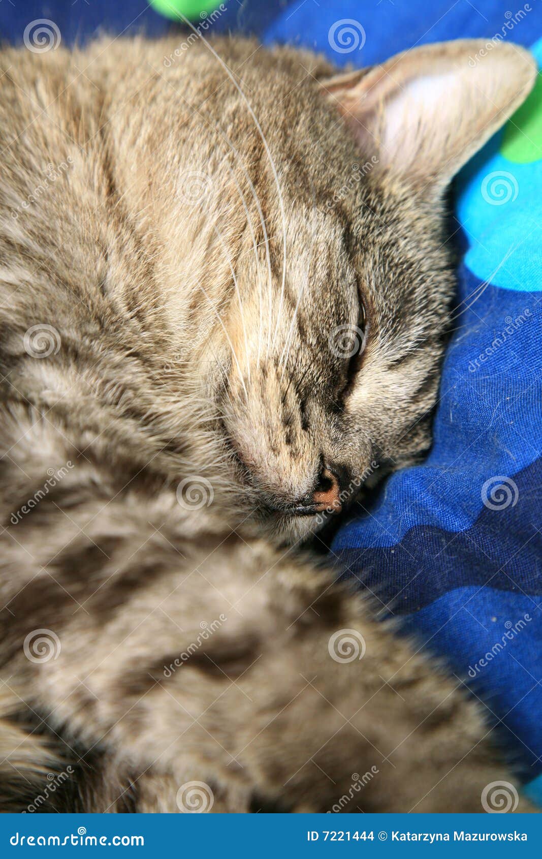 Sleeping grey cat. stock photo. Image of bedding, feet - 7221444
