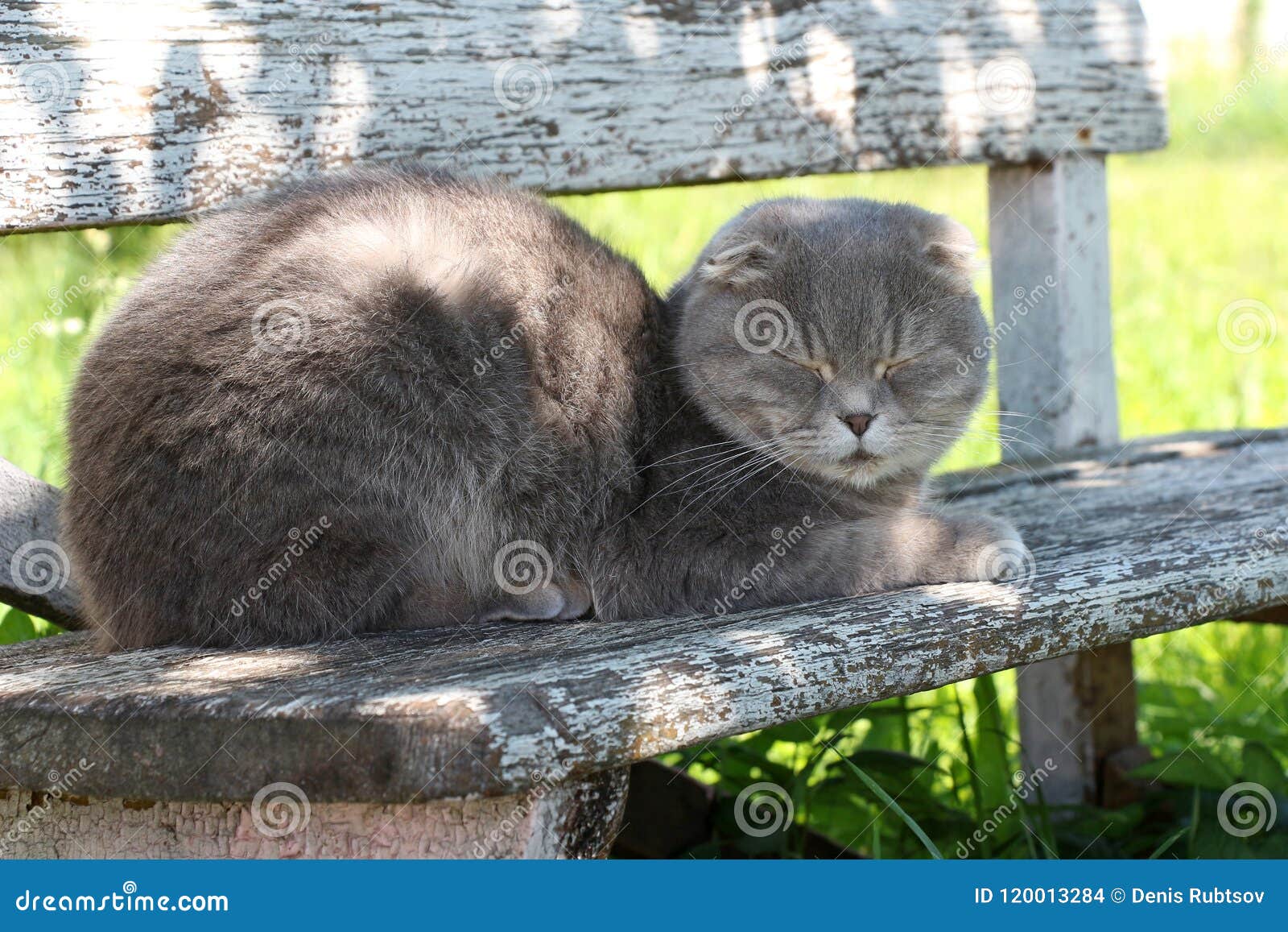 Sleeping grey cat stock photo. Image of creature, relax - 120013284