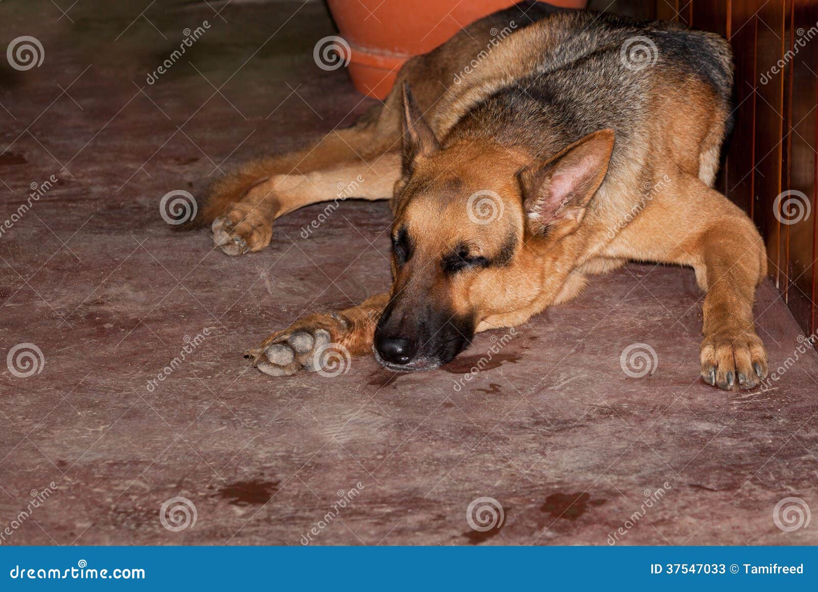 Sleeping Guard Dog Stock Photos - Royalty Free Pictures
