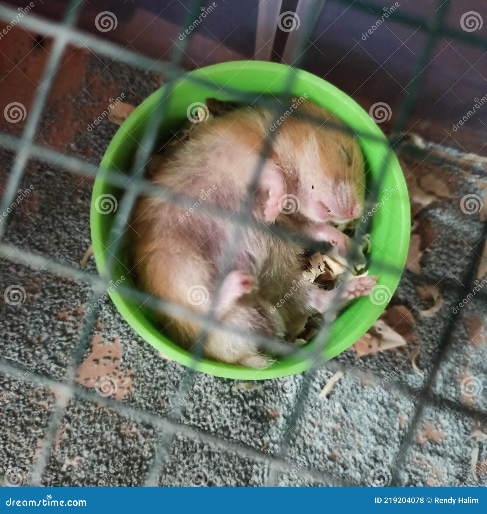 Sleeping Hamster Lay in the Green Cup Stock Photo - Image of wildlife ...