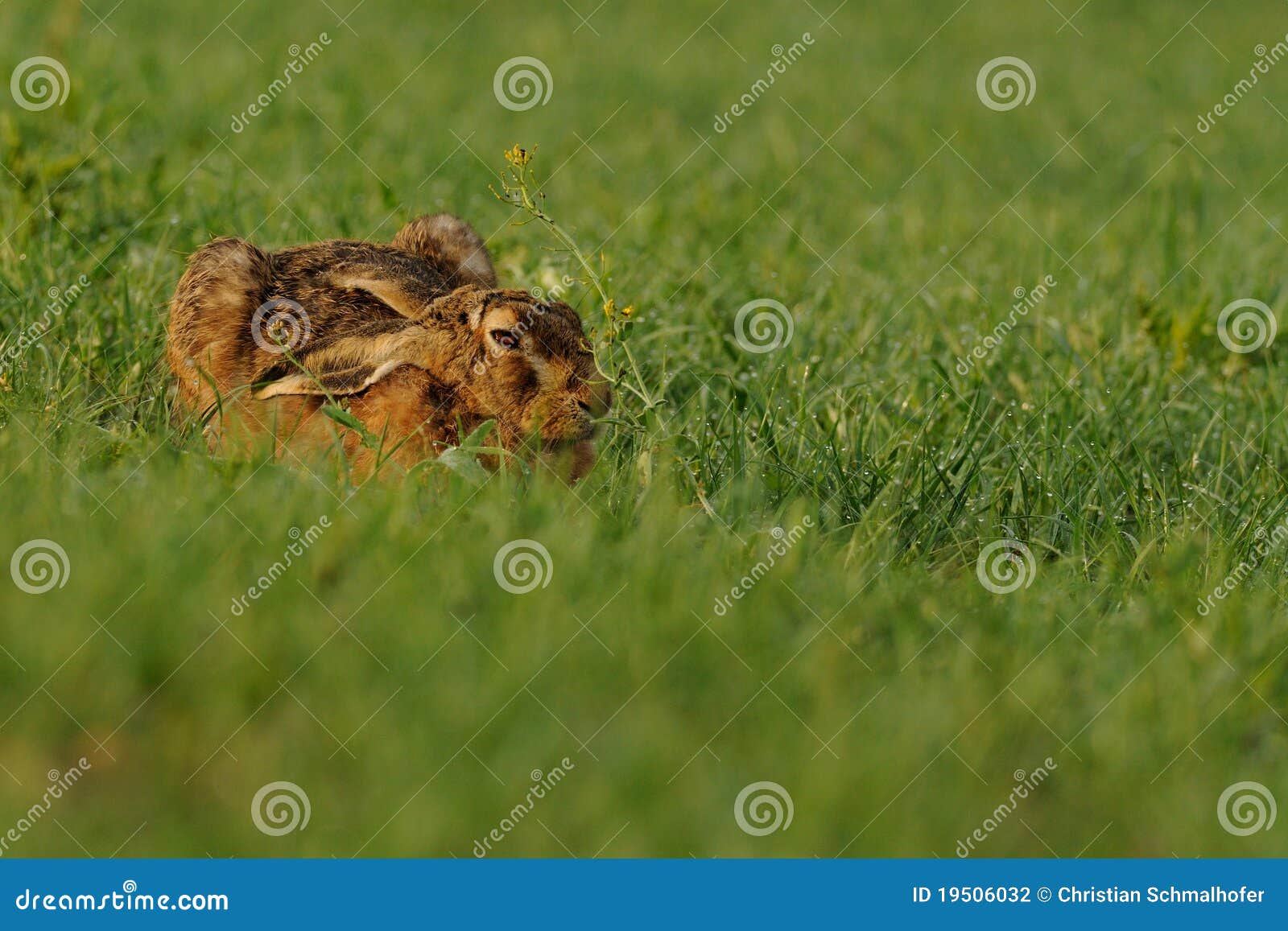 Sleeping Hare stock photo. Image of pelt, sleeping, skin - 19506032