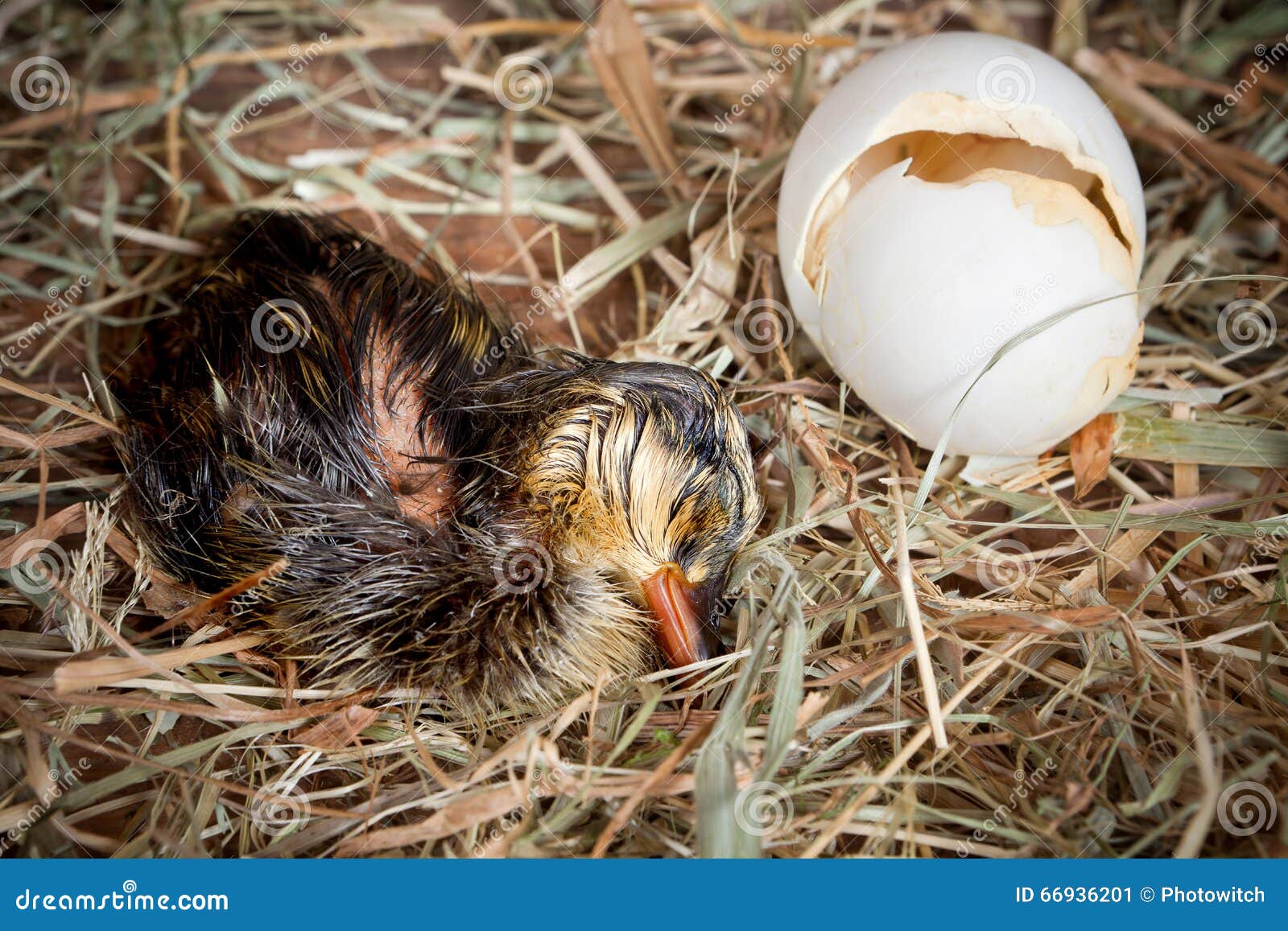 Sleeping hatchling stock image. Image of newborn, hatching - 66936201