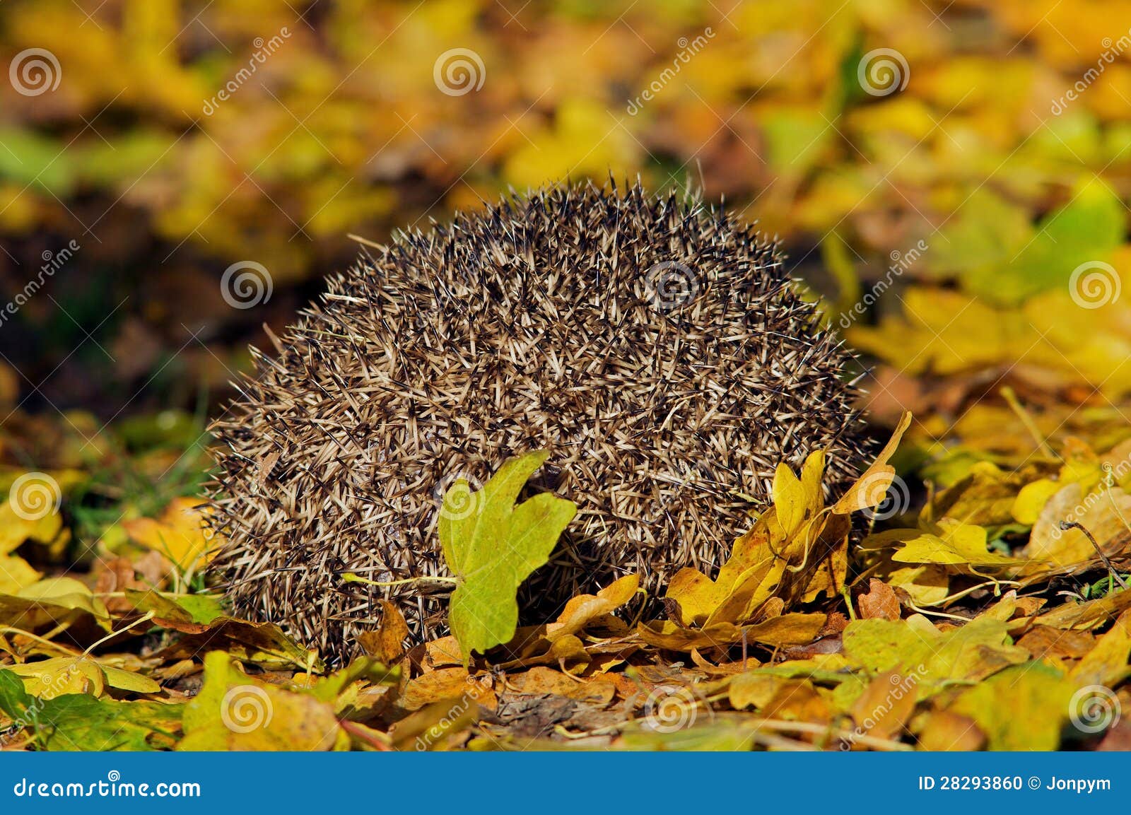 Sleeping Hedgehog stock photo. Image of detail, mammal - 28293860