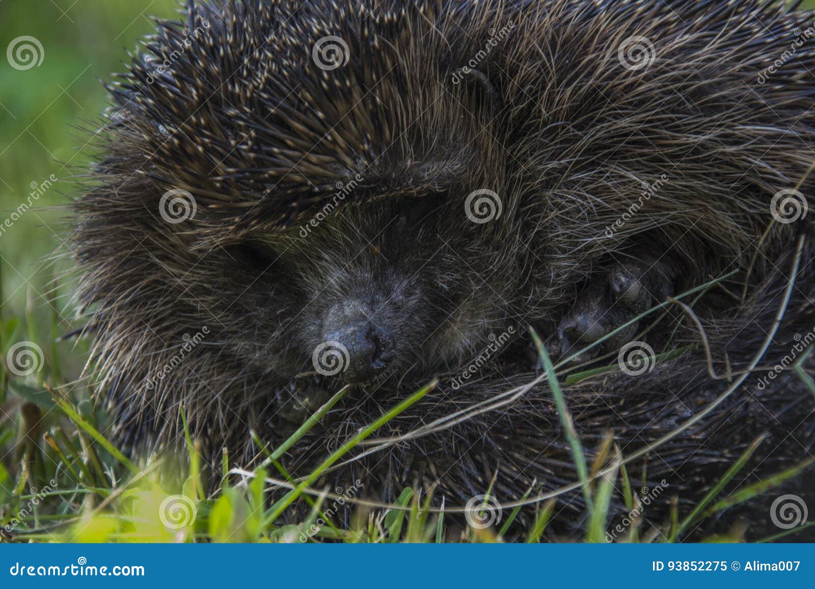 Sleeping hedgehog stock image. Image of outdoors, grass - 93852275