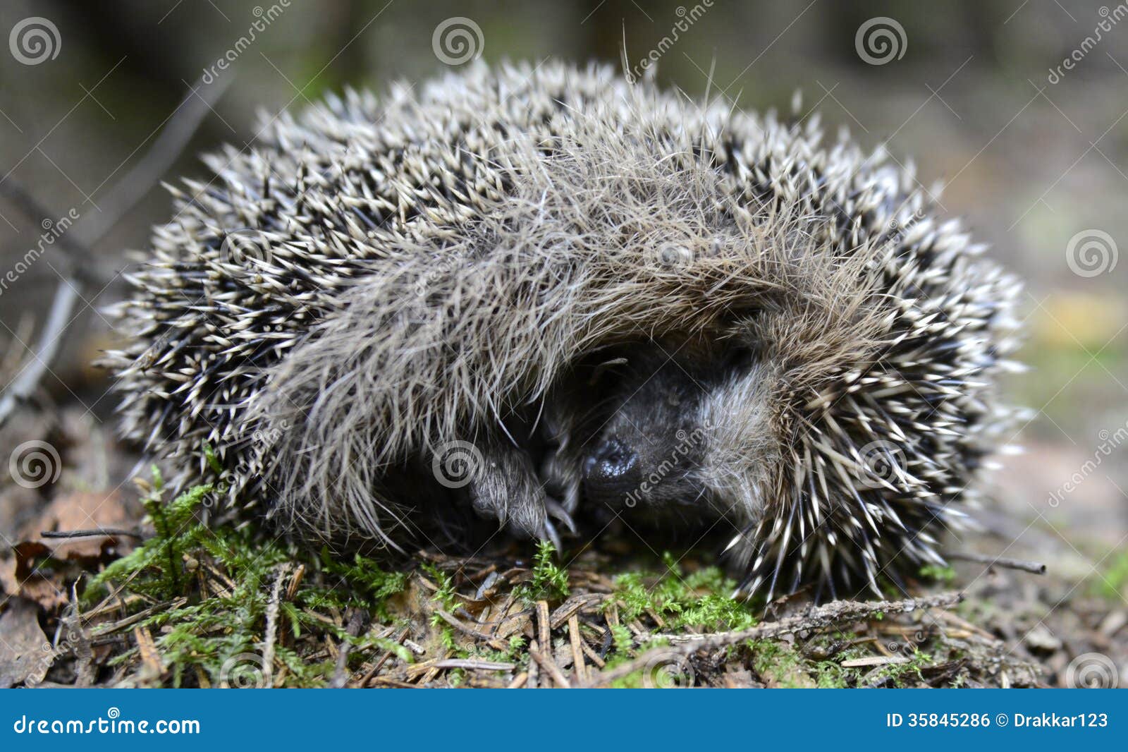 Sleeping hedgehog stock photo. Image of ground, animal - 35845286
