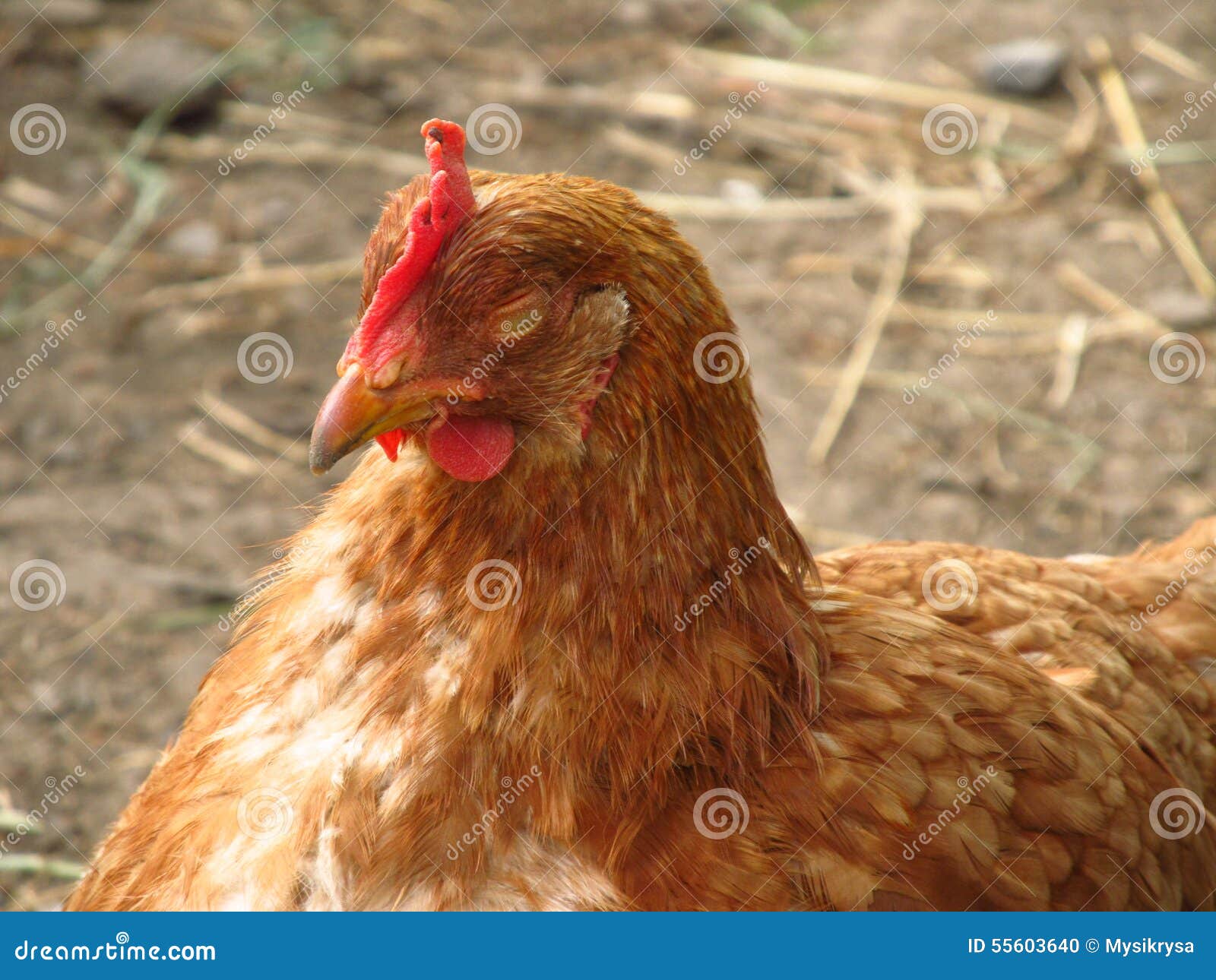 Sleeping hen stock photo. Image of dewlap, farm, feathers - 55603640