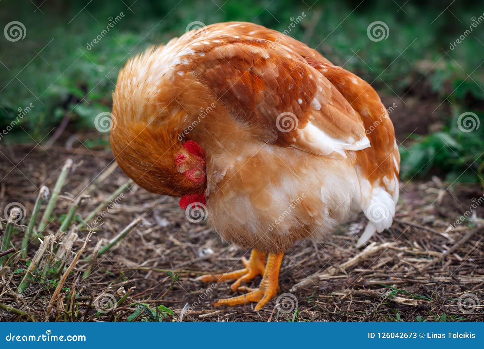 Chicken Hiding Her Head in the Plumage Stock Image - Image of hiding ...
