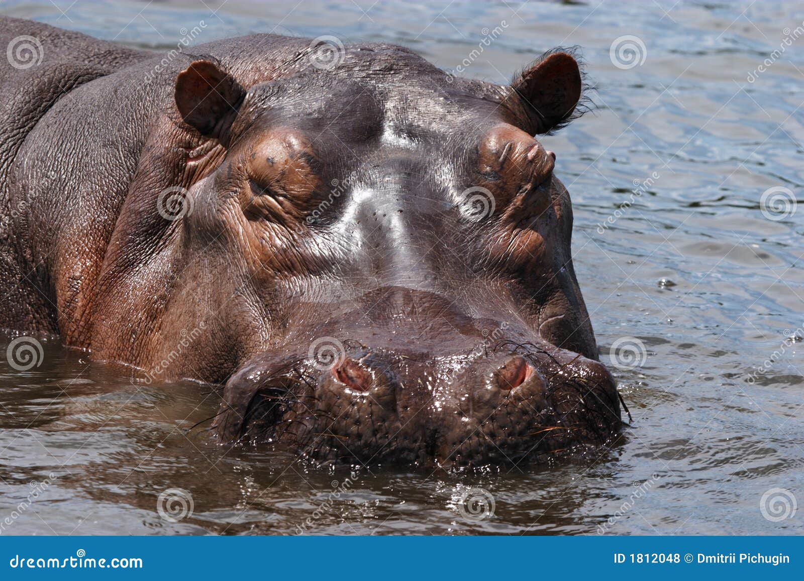 Sleeping hippo stock photo. Image of reserve, water, ecotourism - 1812048