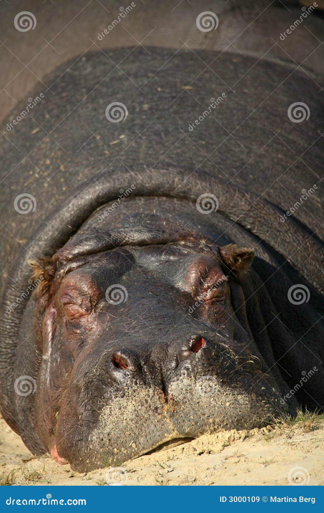 Sleeping Hippo stock image. Image of tiredly, hipopotamous - 3000109