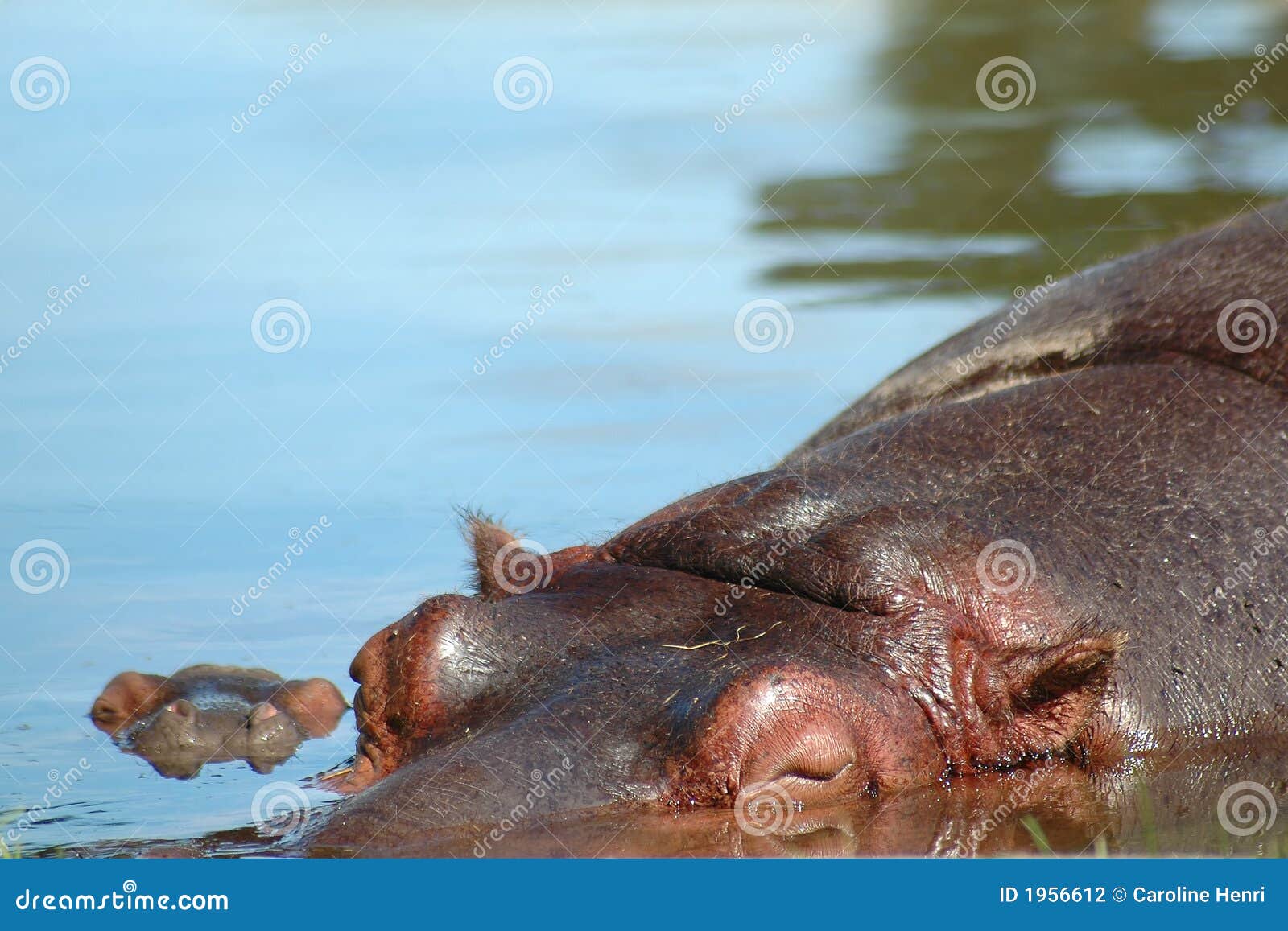 Sleeping hippo and baby stock photo. Image of head, gigantic - 1956612
