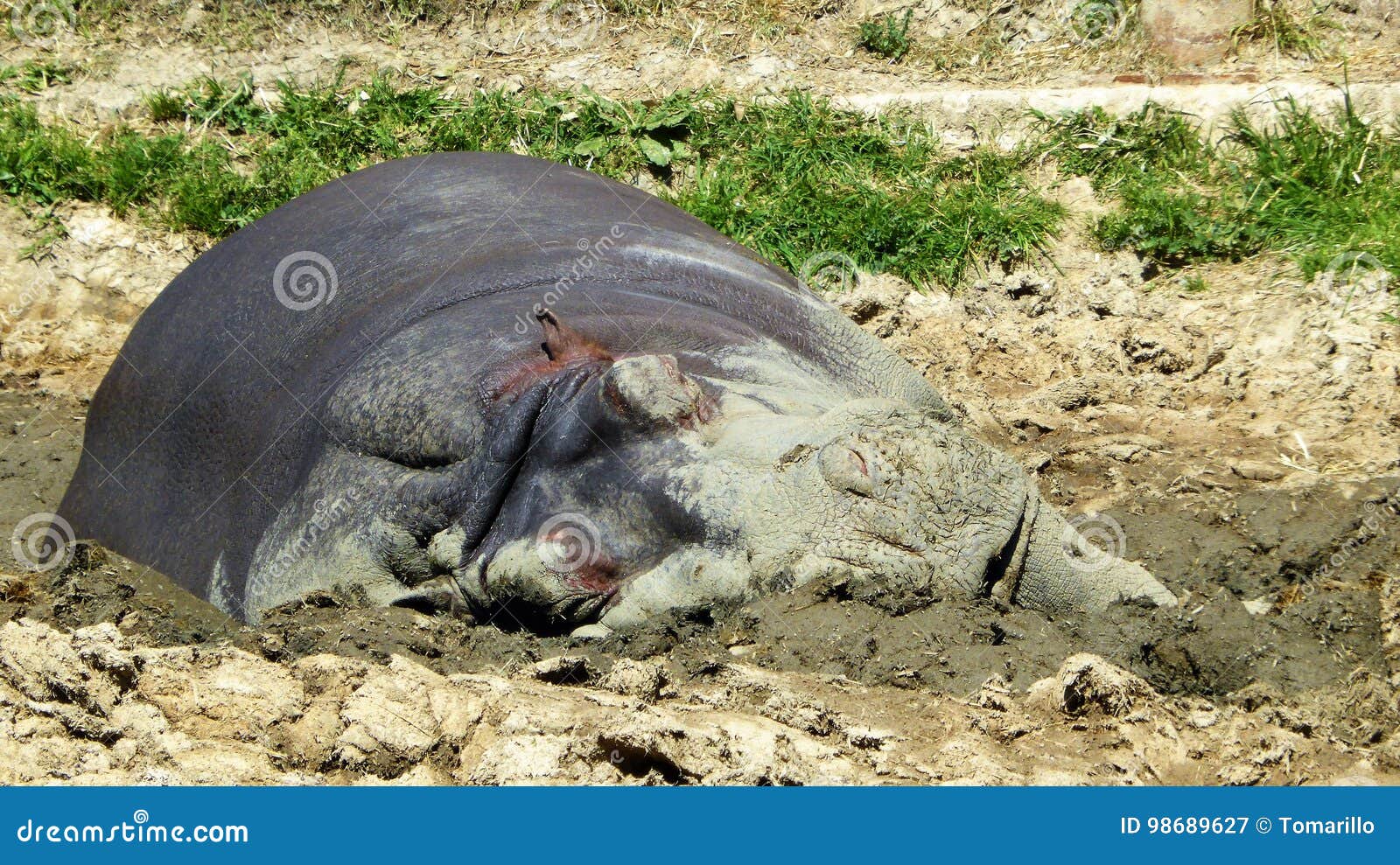Sleeping Hippo in the mud. stock image. Image of pool - 98689627