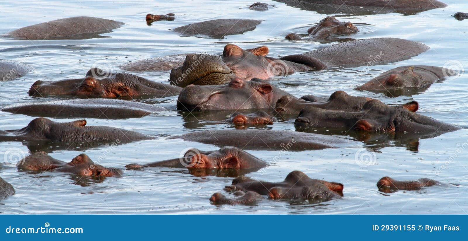 Sleeping Hippo Pile stock image. Image of hippos, animals - 29391155