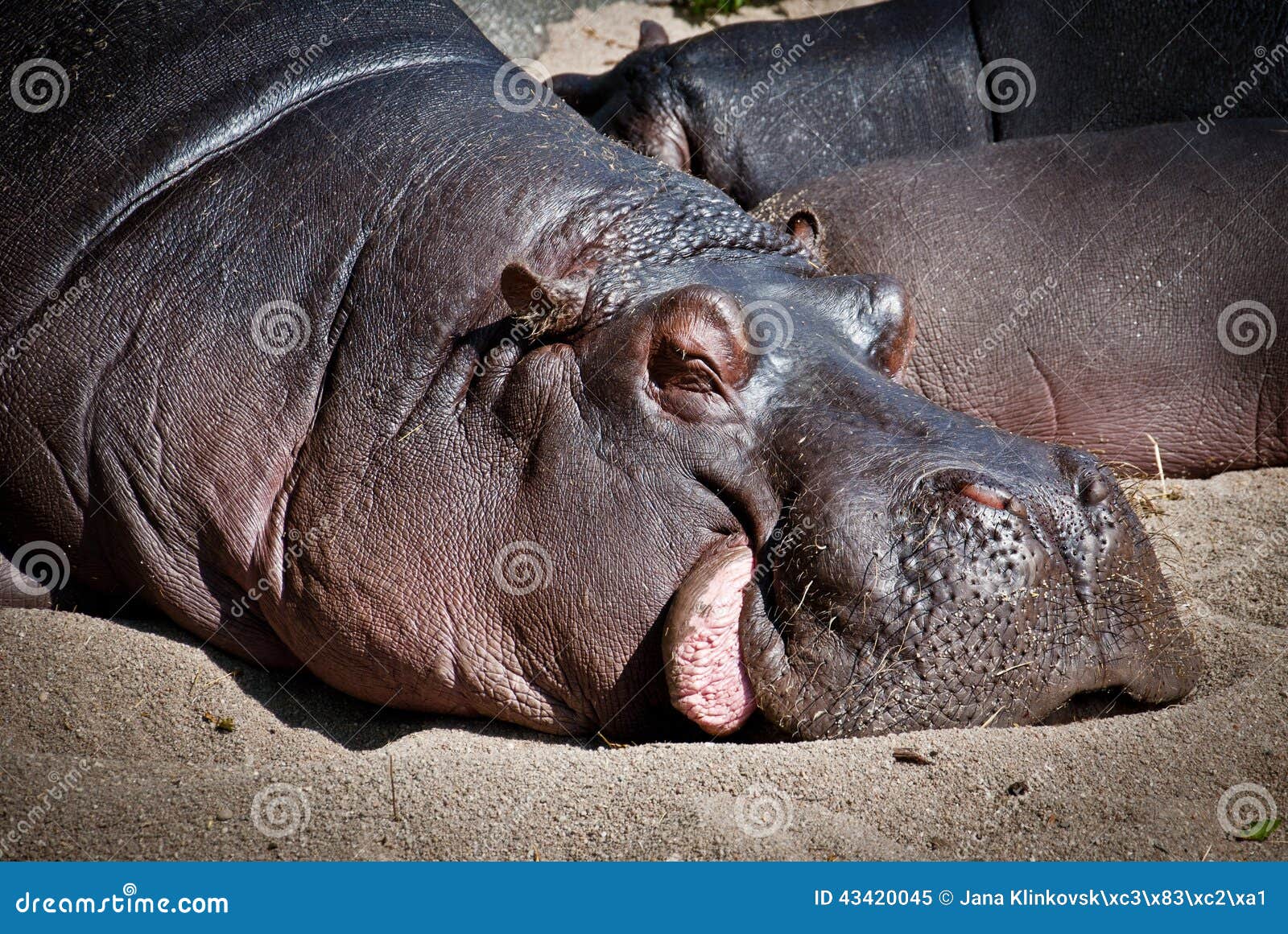 Sleeping hippo stock image. Image of africa, resting - 43420045
