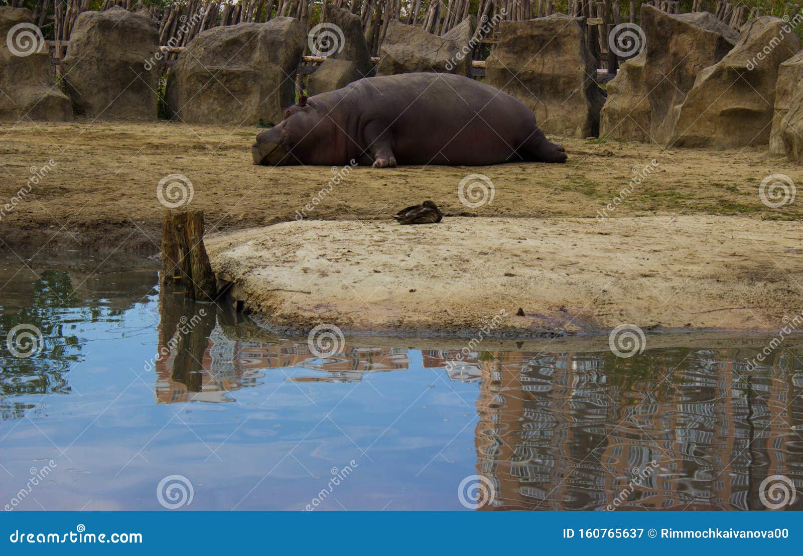 Sleeping Hippo in the Zoo. a Duck is Sleeping in the Foreground. Stock ...