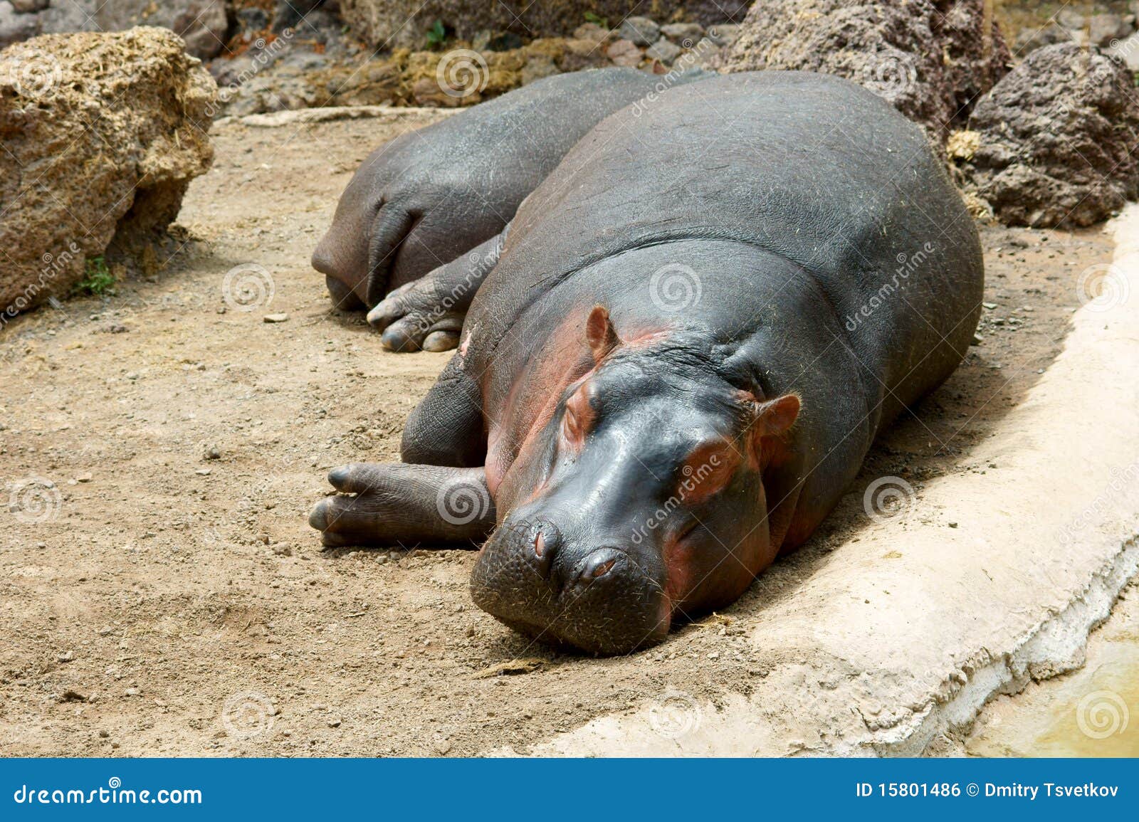 Sleeping hippopotamus stock photo. Image of teeth, calm - 15801486