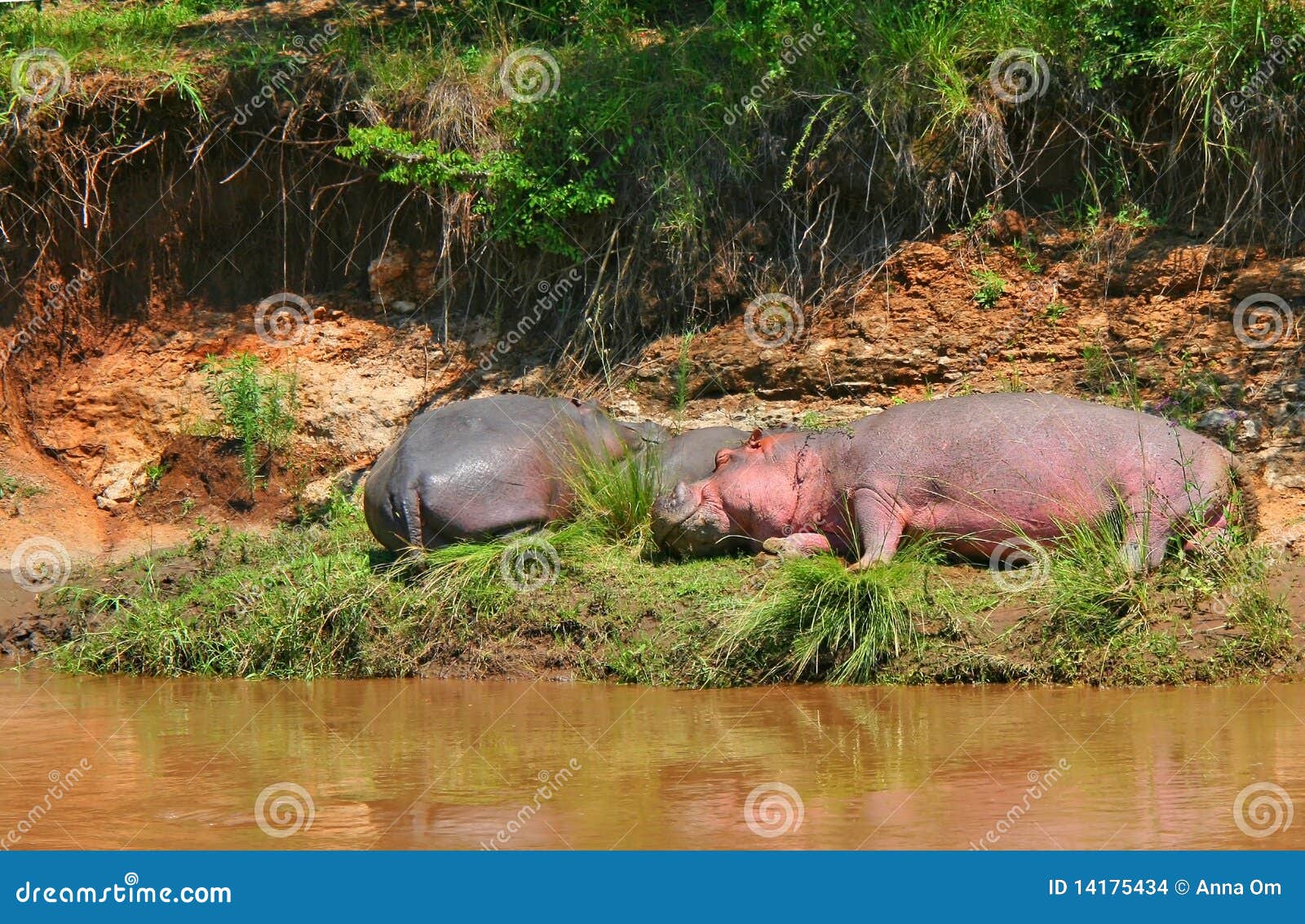 Sleeping hippos stock photo. Image of hippopotamus, sleep - 14175434