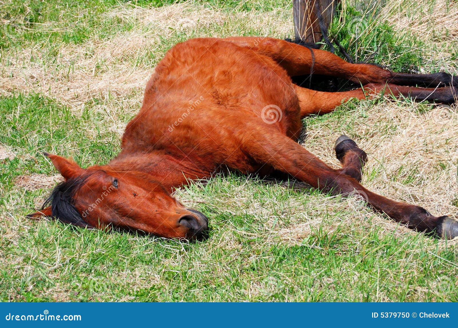 Sleeping horse stock photo. Image of mammal, heat, dead - 5379750