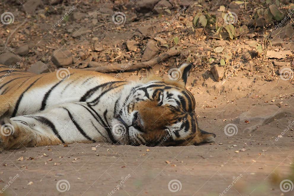 Tiger stock photo. Image of sleeping, hunt, tiger, tired - 103454028