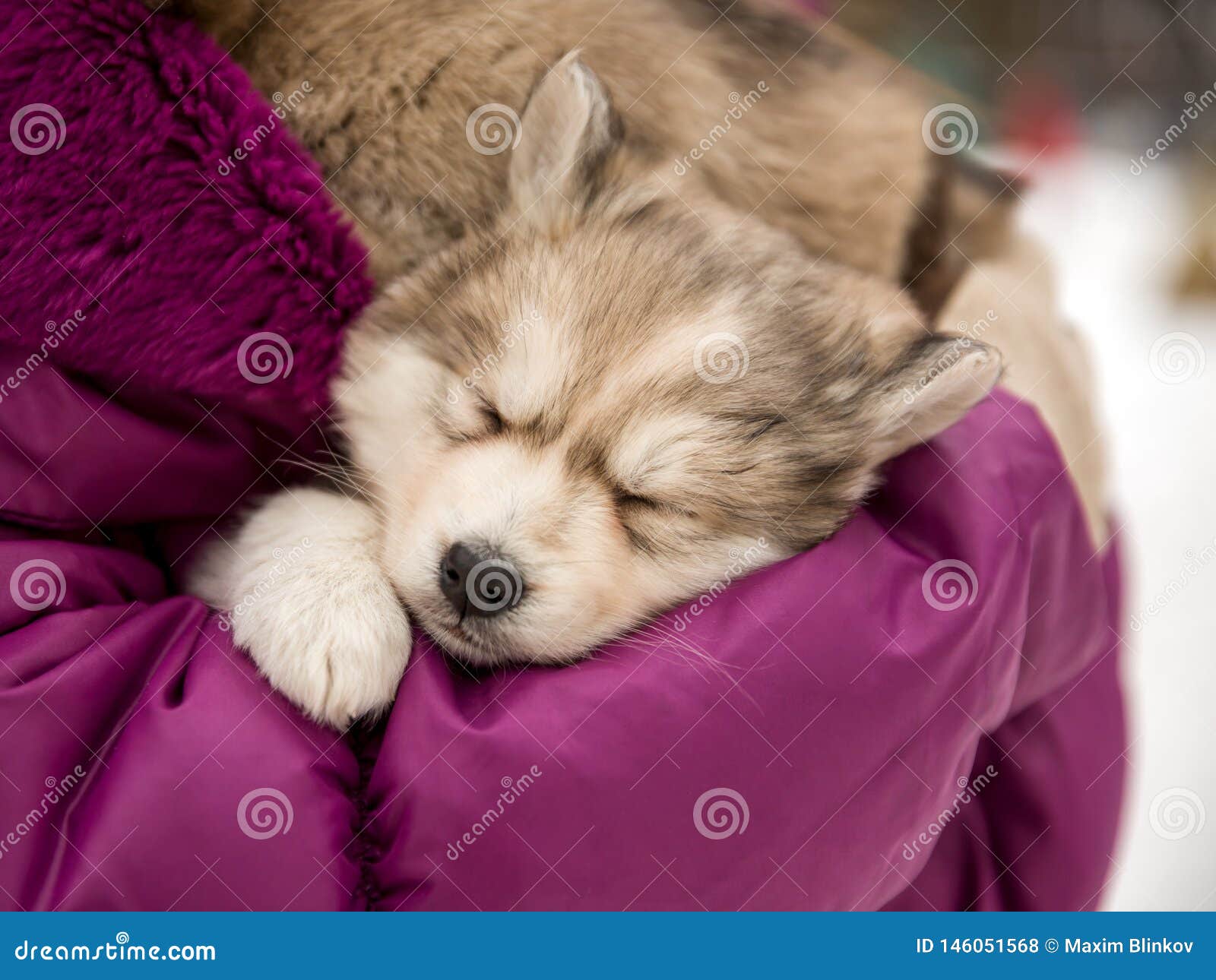Sleeping husky puppy stock photo. Image of pretty, male - 146051568