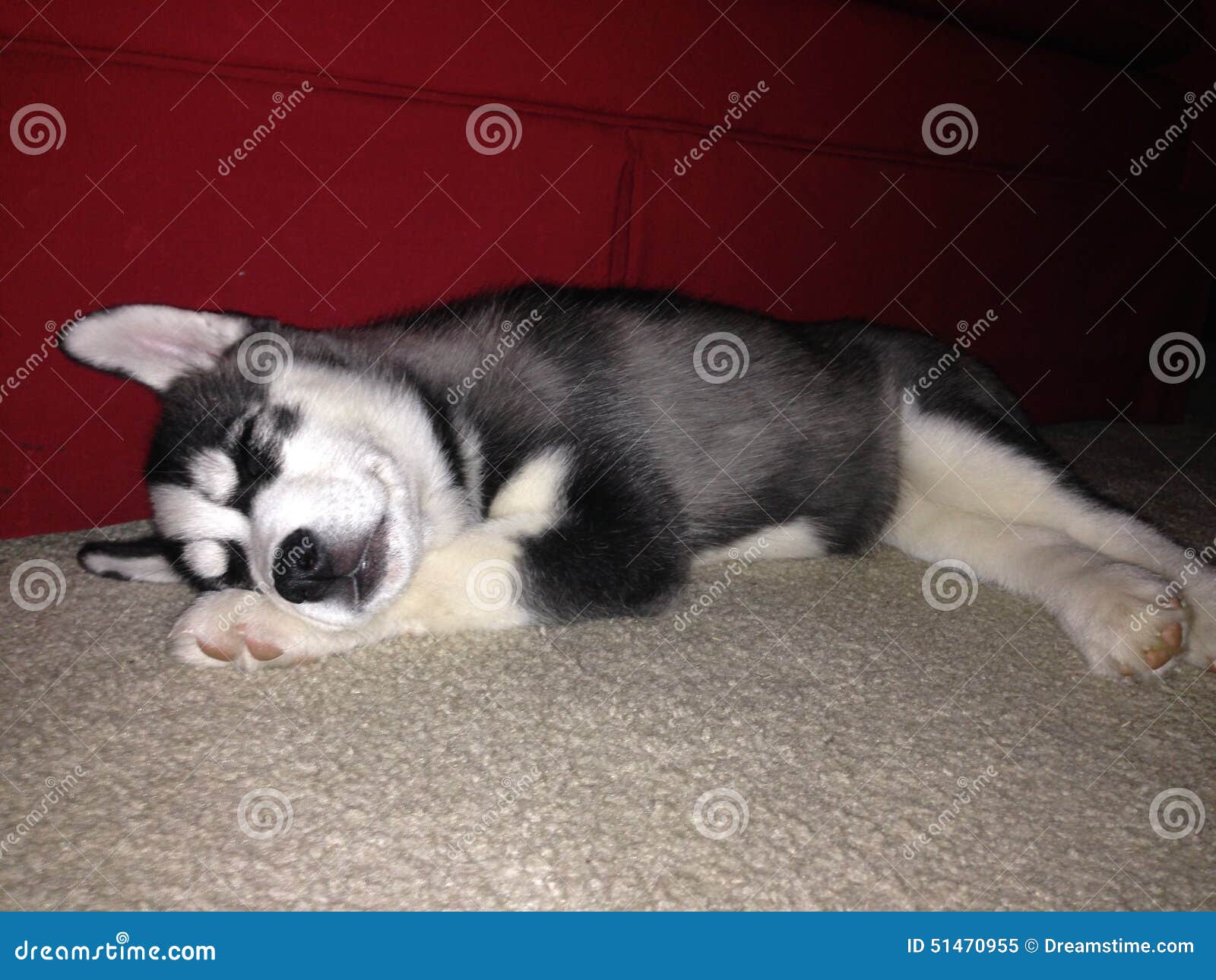 Sleeping Husky stock image. Image of walk, long, puppy - 51470955