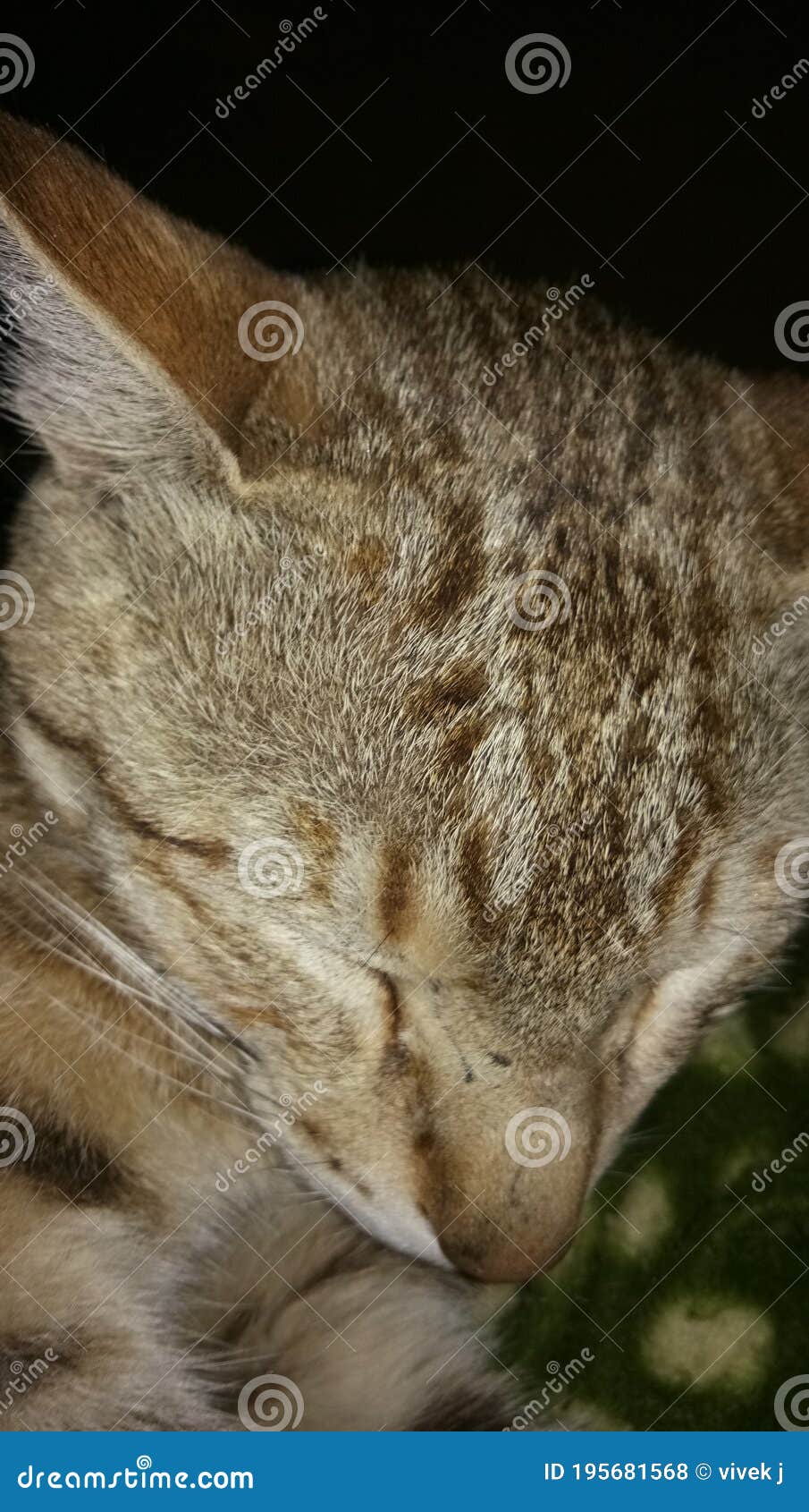 Sleeping indian cat stock photo. Image of cute, catfamily - 195681568
