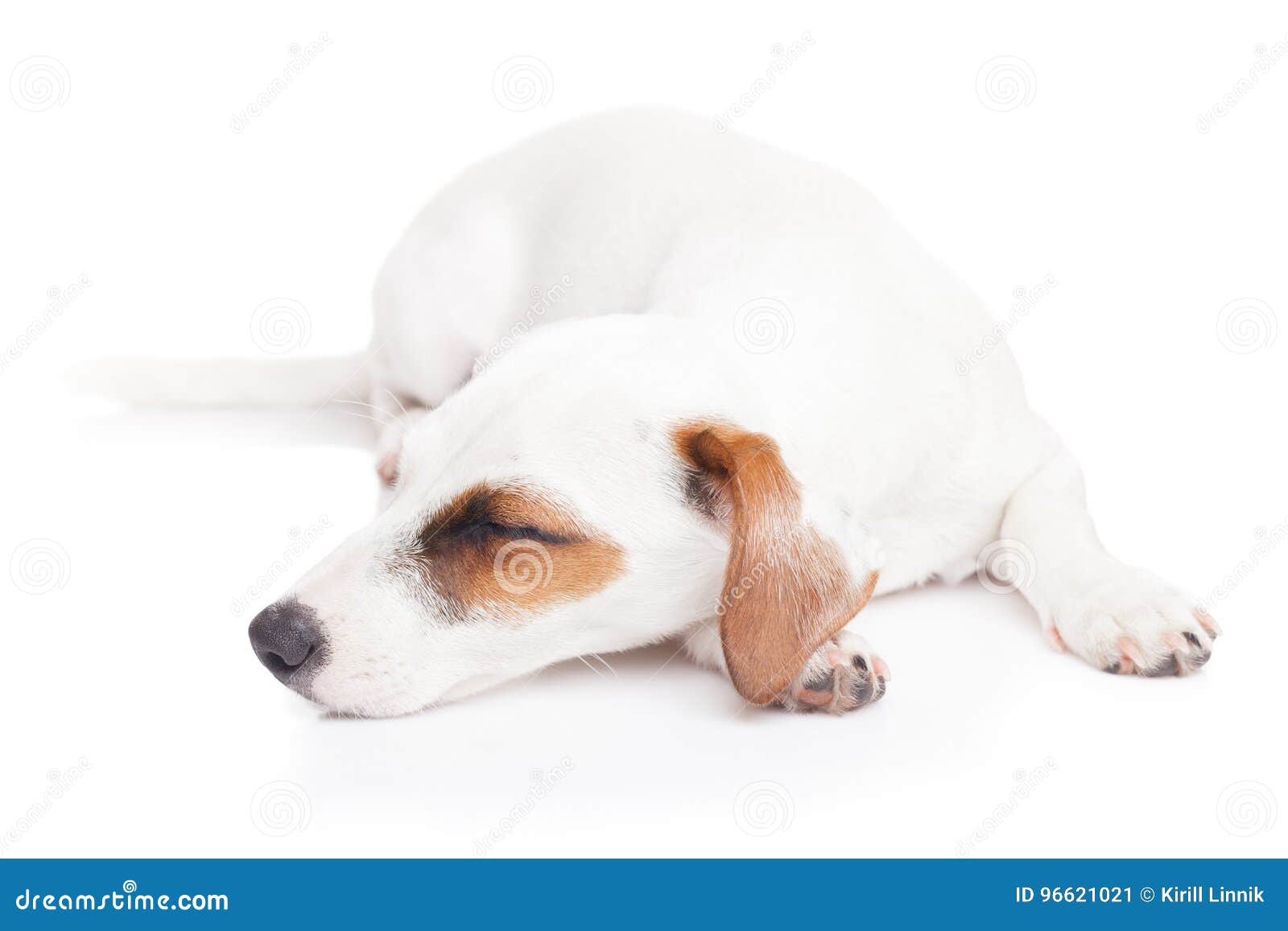 Sleeping Jack Russell Terrier Stock Image - Image of pretty, purebred ...