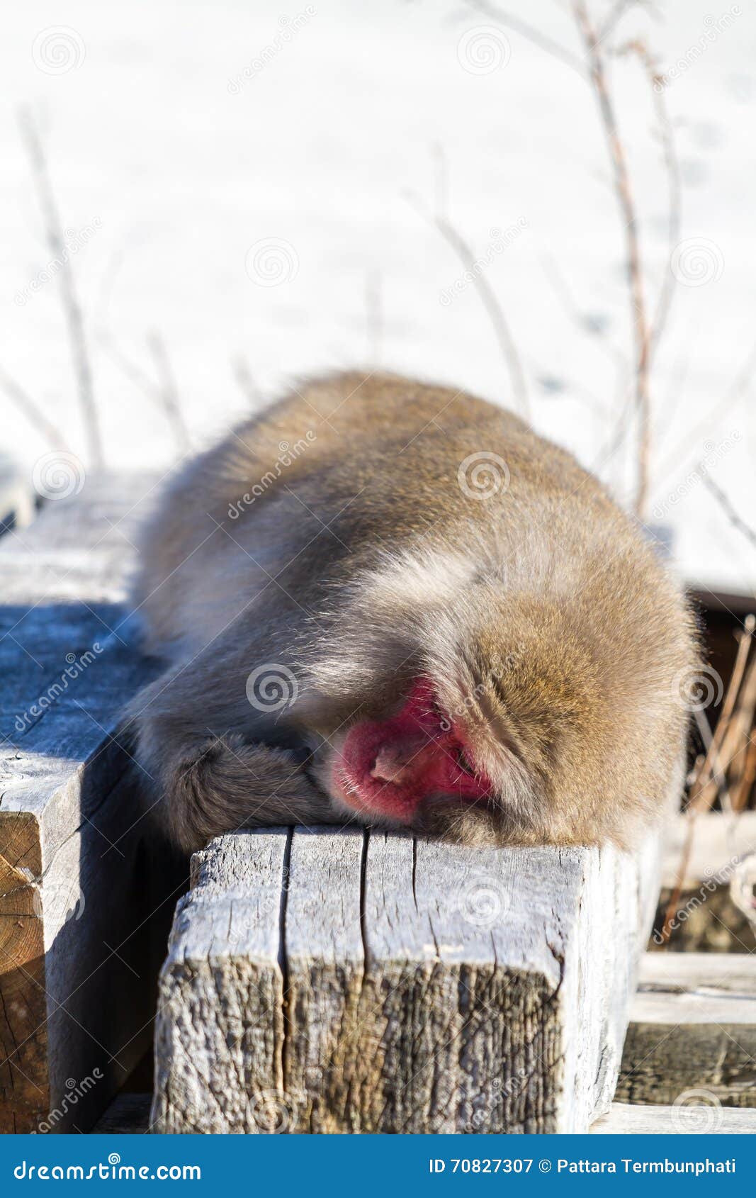Sleeping Japanese monkey stock image. Image of snow, japanese - 70827307