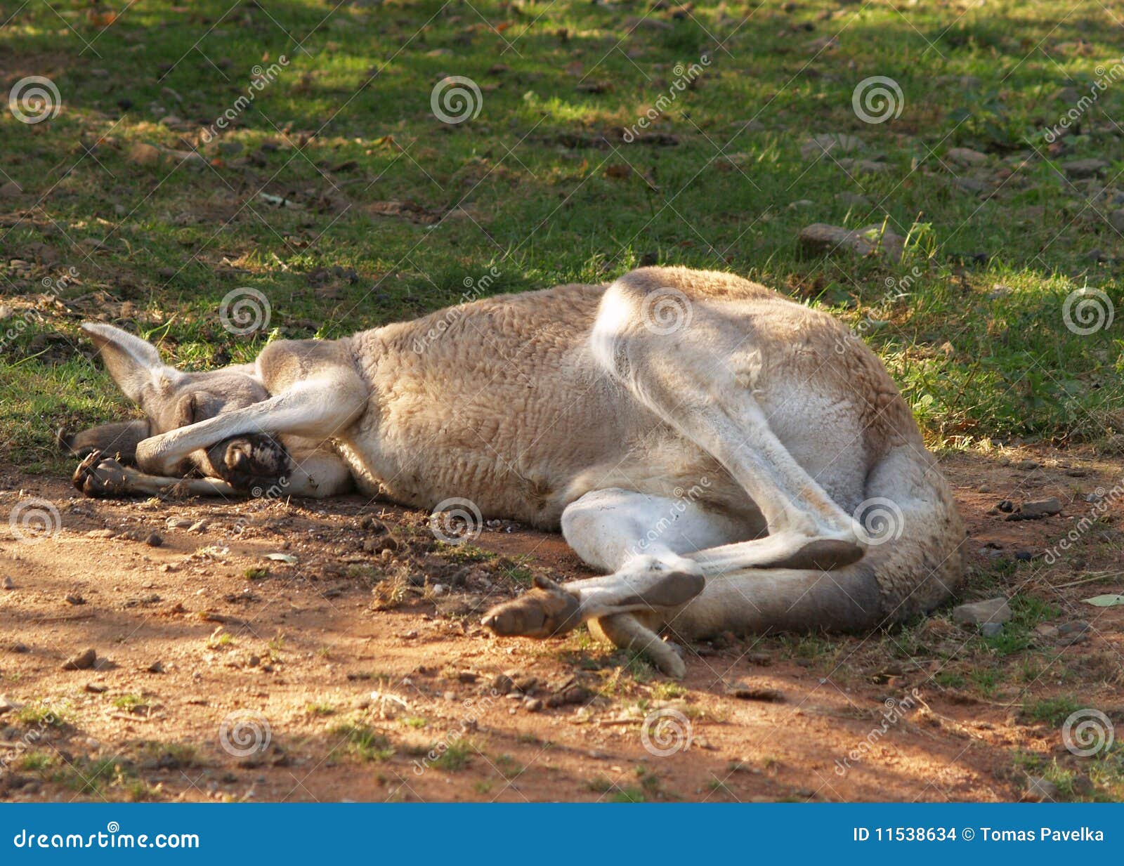 Sleeping kangaroo stock photo. Image of sleep, body, animal - 11538634