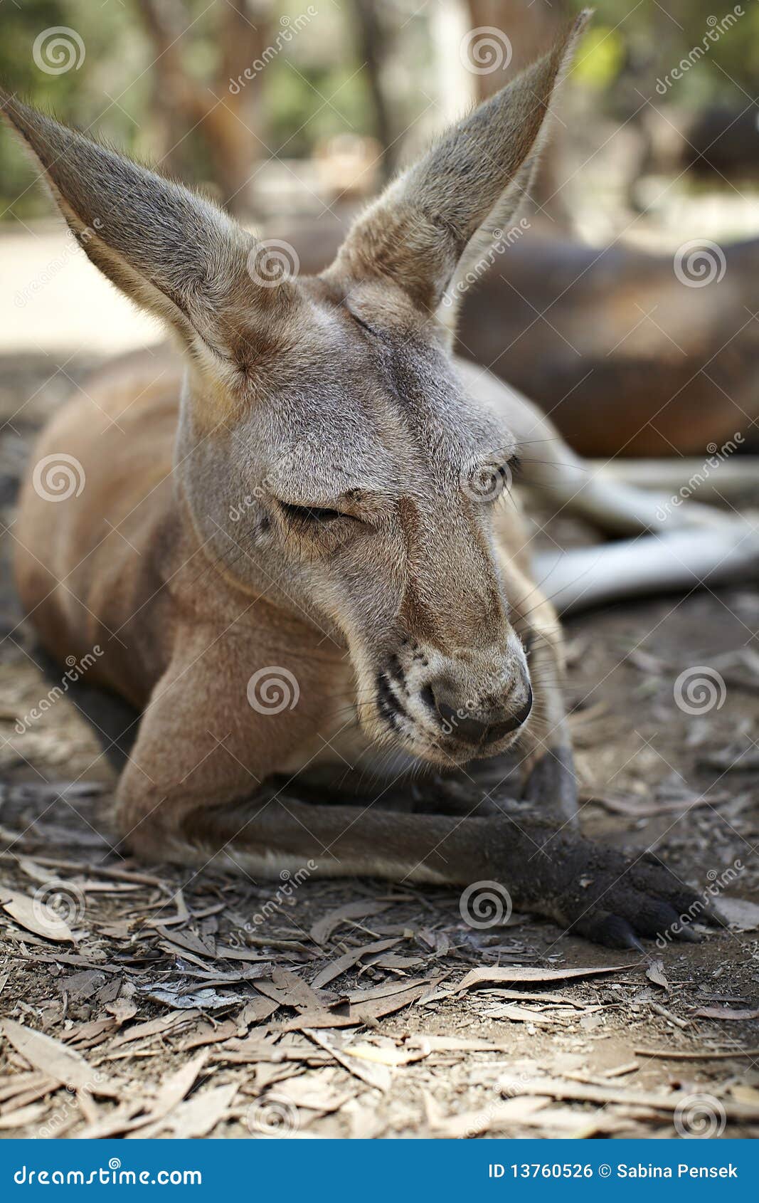 Sleeping kangaroo stock photo. Image of sleepy, animal - 13760526