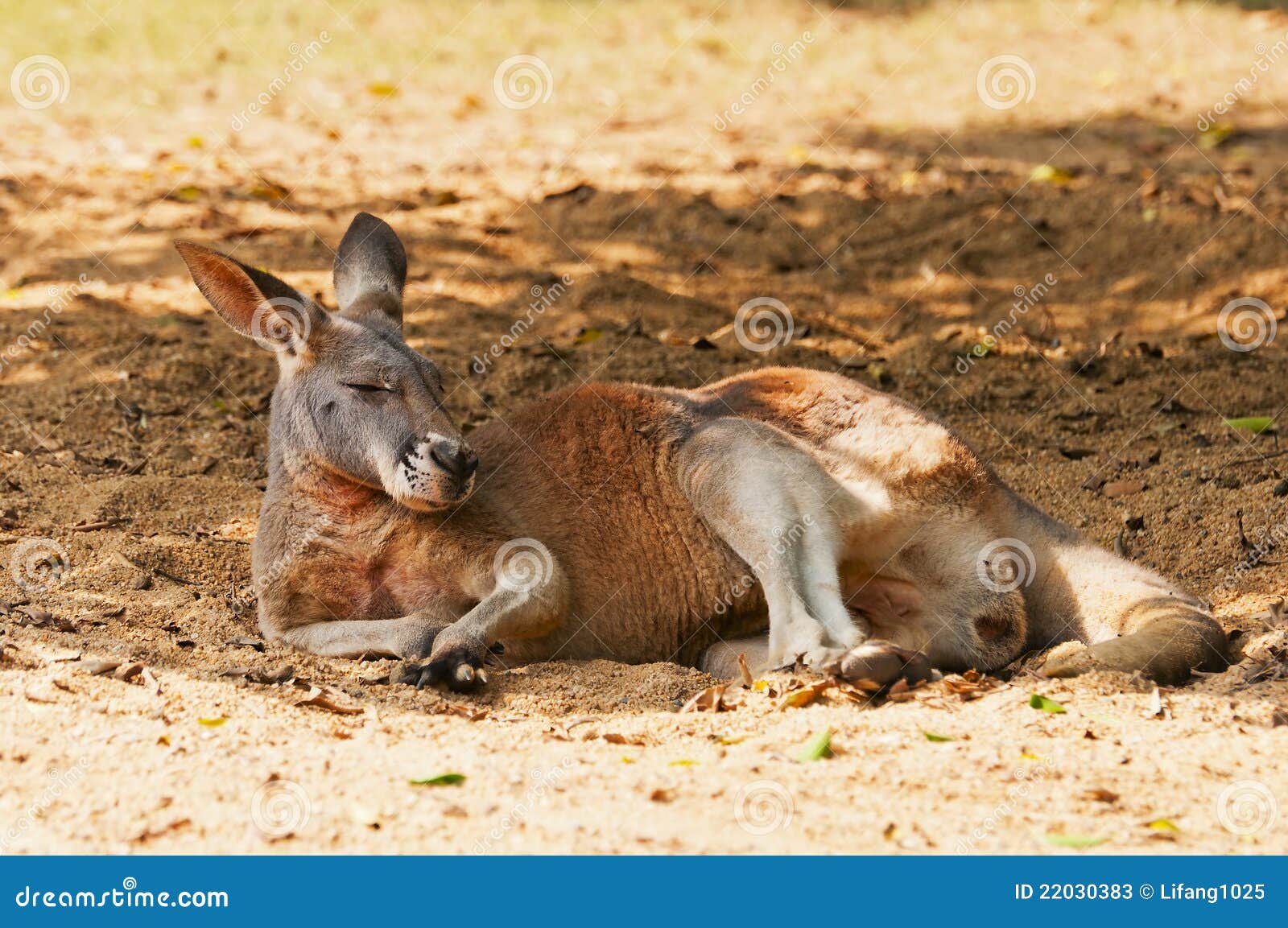 Sleeping Kangaroo stock image. Image of snooze, lazy - 22030383