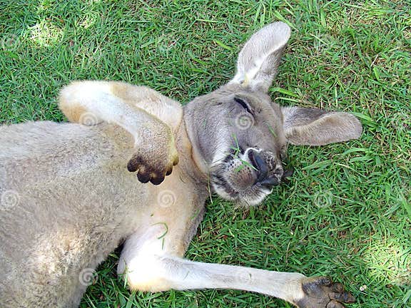 Sleeping Kangaroo stock photo. Image of australian, animal - 79096