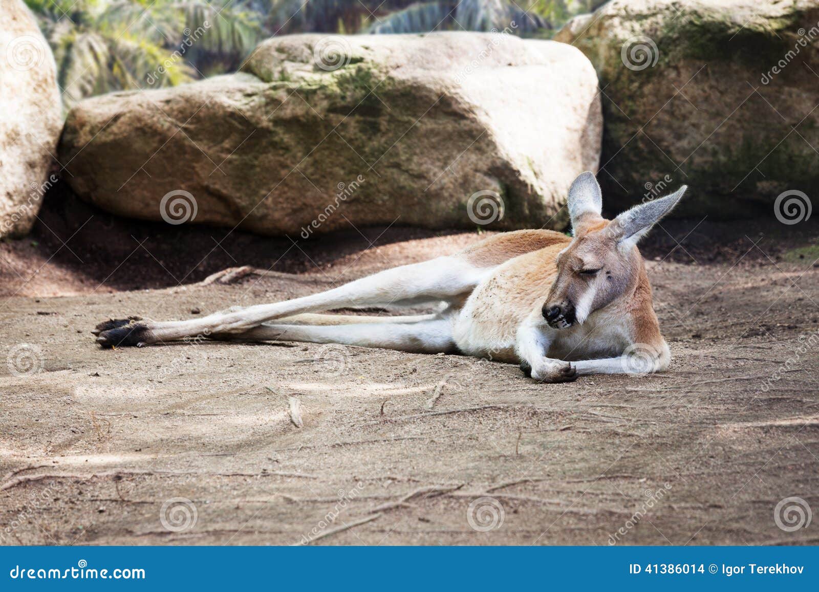 Sleeping kangaroo stock photo. Image of lying, sleeping - 41386014
