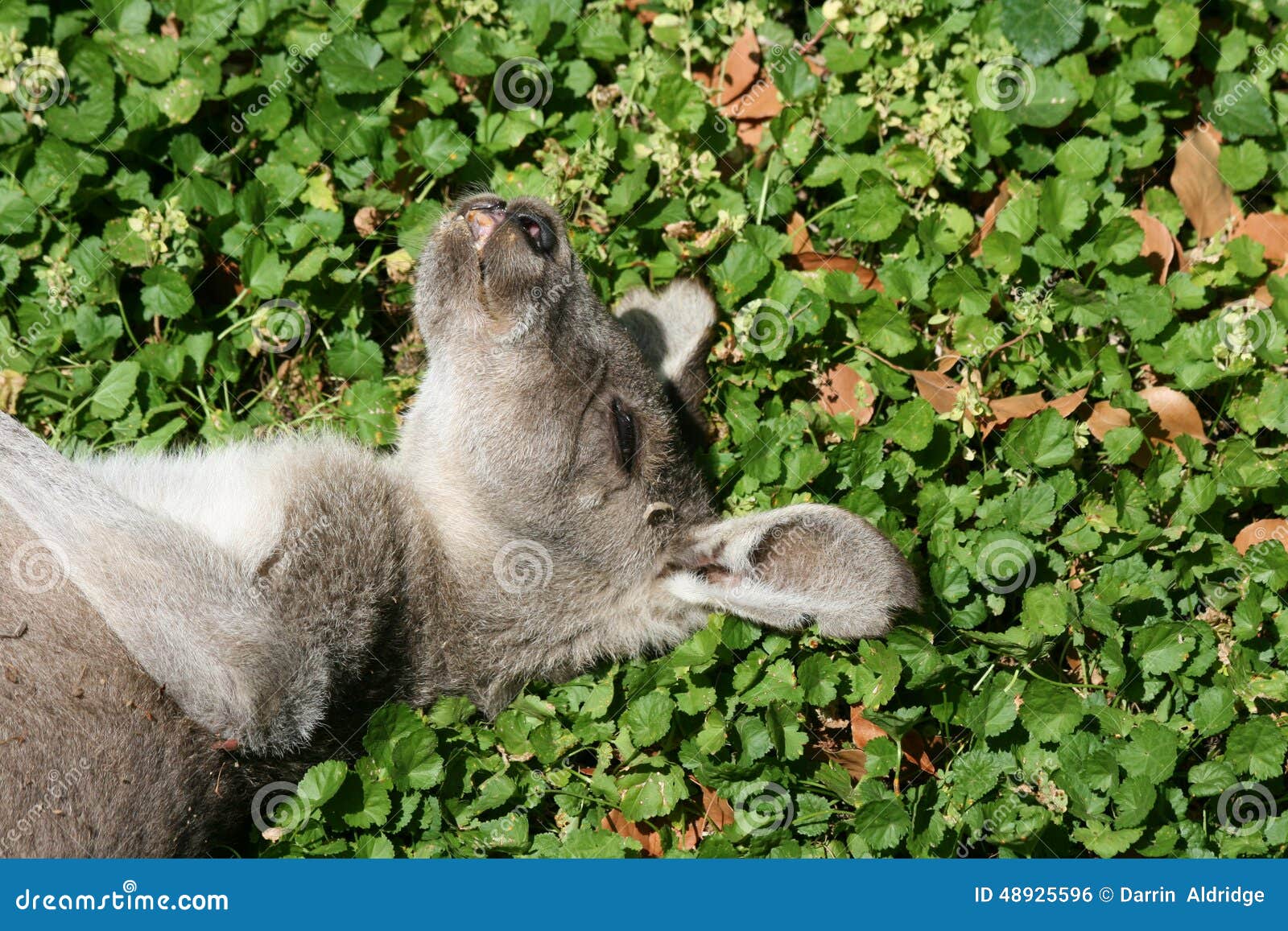 Sleeping Australian Kangaroo Stock Photo - Image of closeup, kangaroo ...
