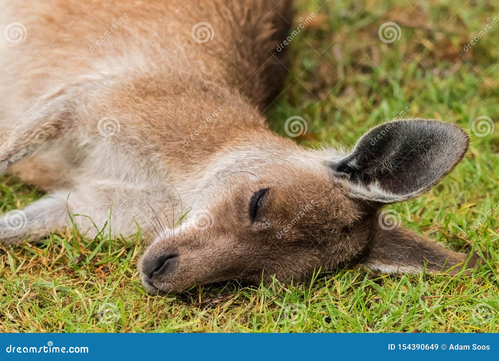 A sleeping kangaroo stock image. Image of kangaroo, beach - 154390649