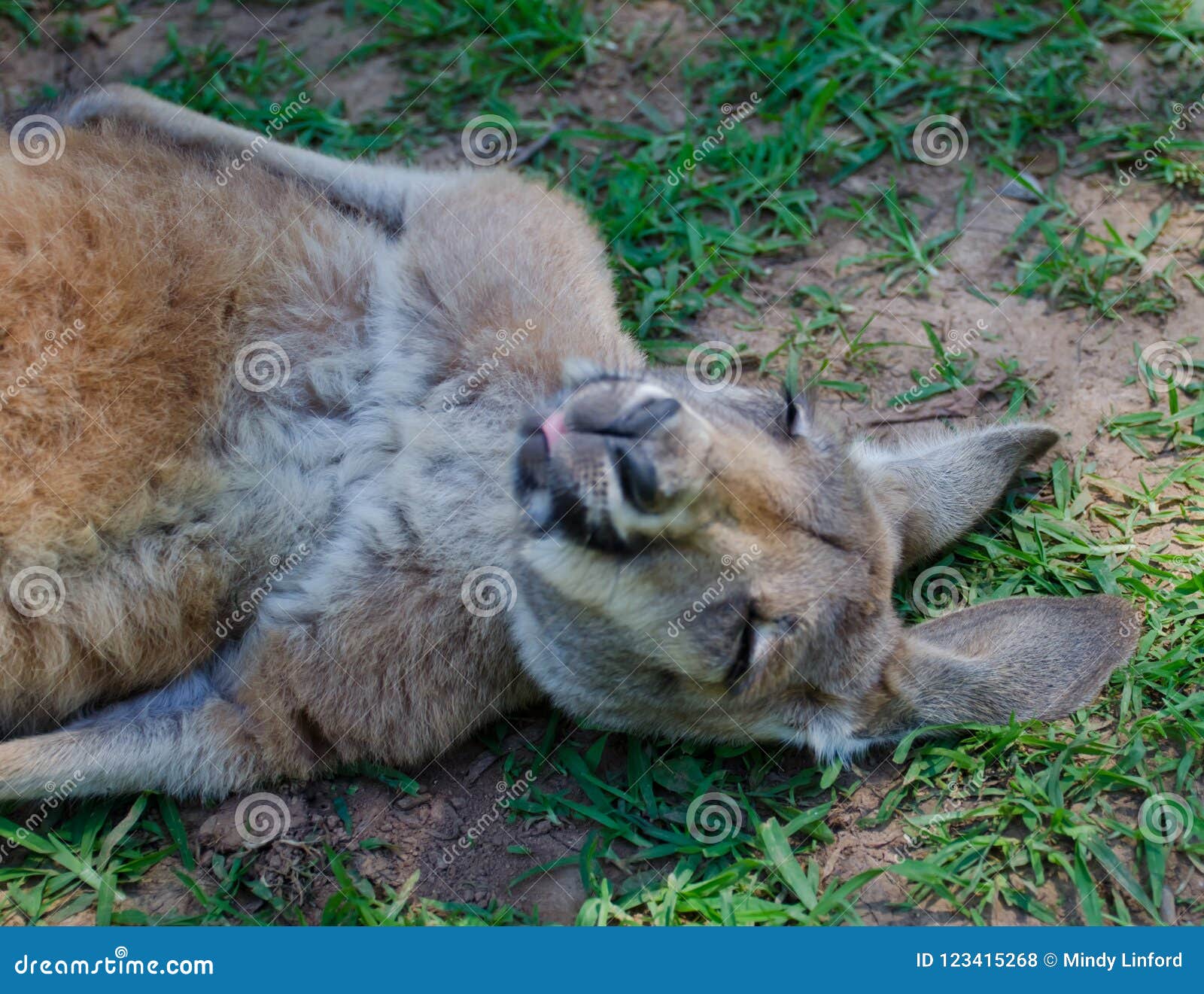 Sleeping Kangaroo stock photo. Image of outback, chill - 123415268