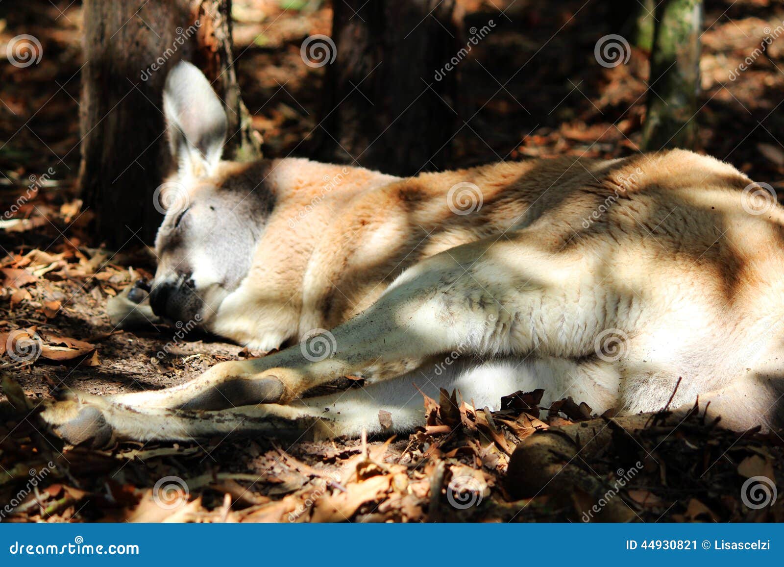 Sleeping Kangaroo stock image. Image of queensland, mammal - 44930821