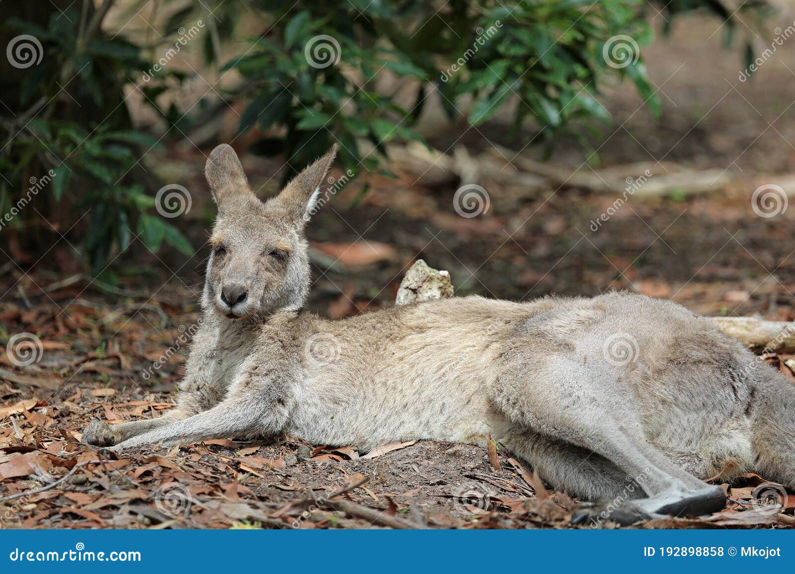 Sleeping Kangaroo stock photo. Image of ground, beauty - 192898858