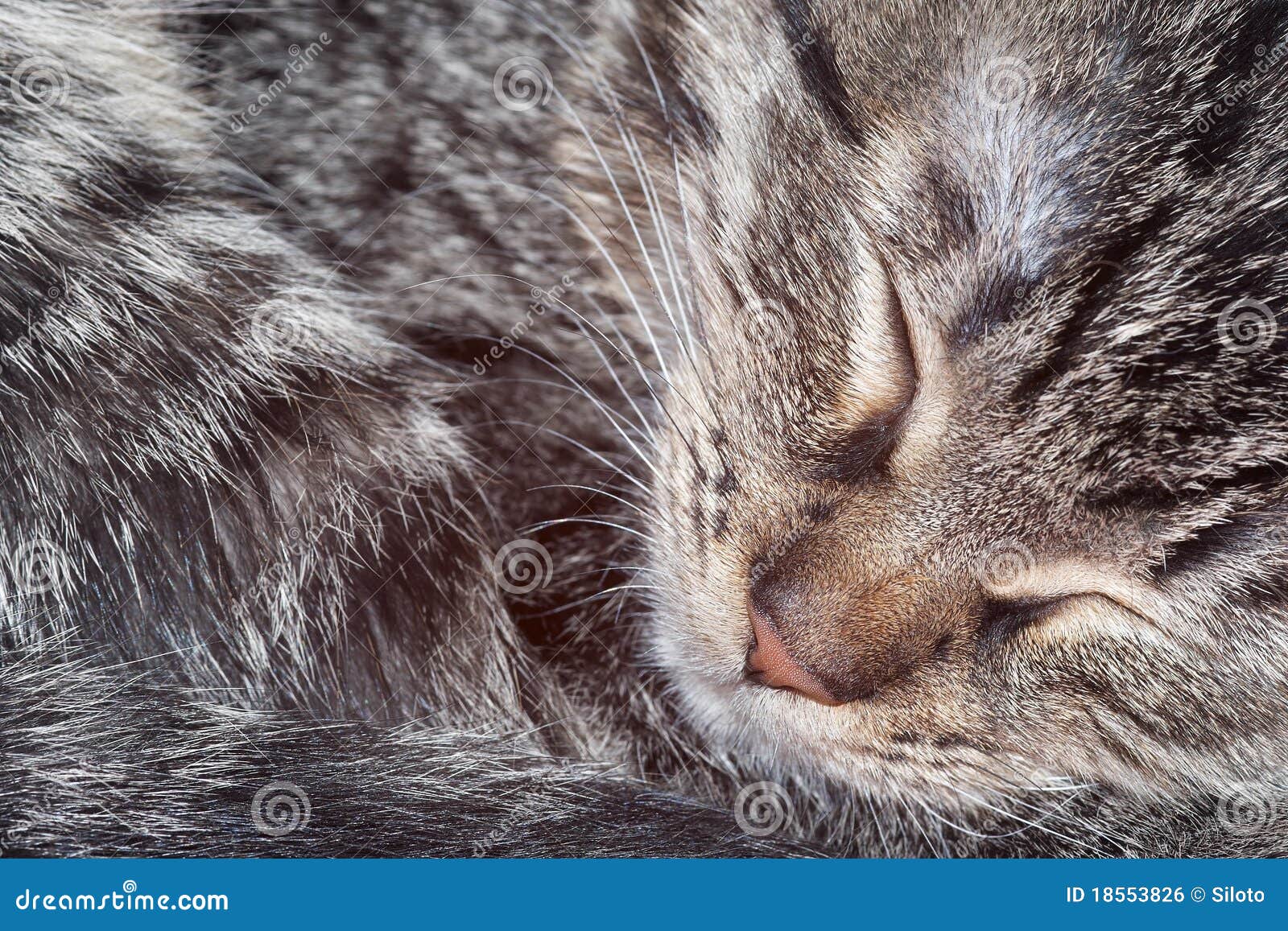 Drowsy Kitten On Wicker Chair. Stock Image | CartoonDealer.com #83506021