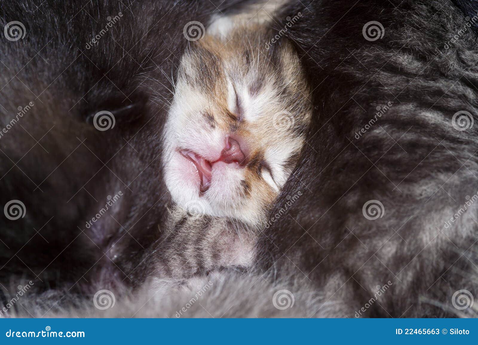 Drowsy Kitten On Wicker Chair. Stock Image | CartoonDealer.com #83506021