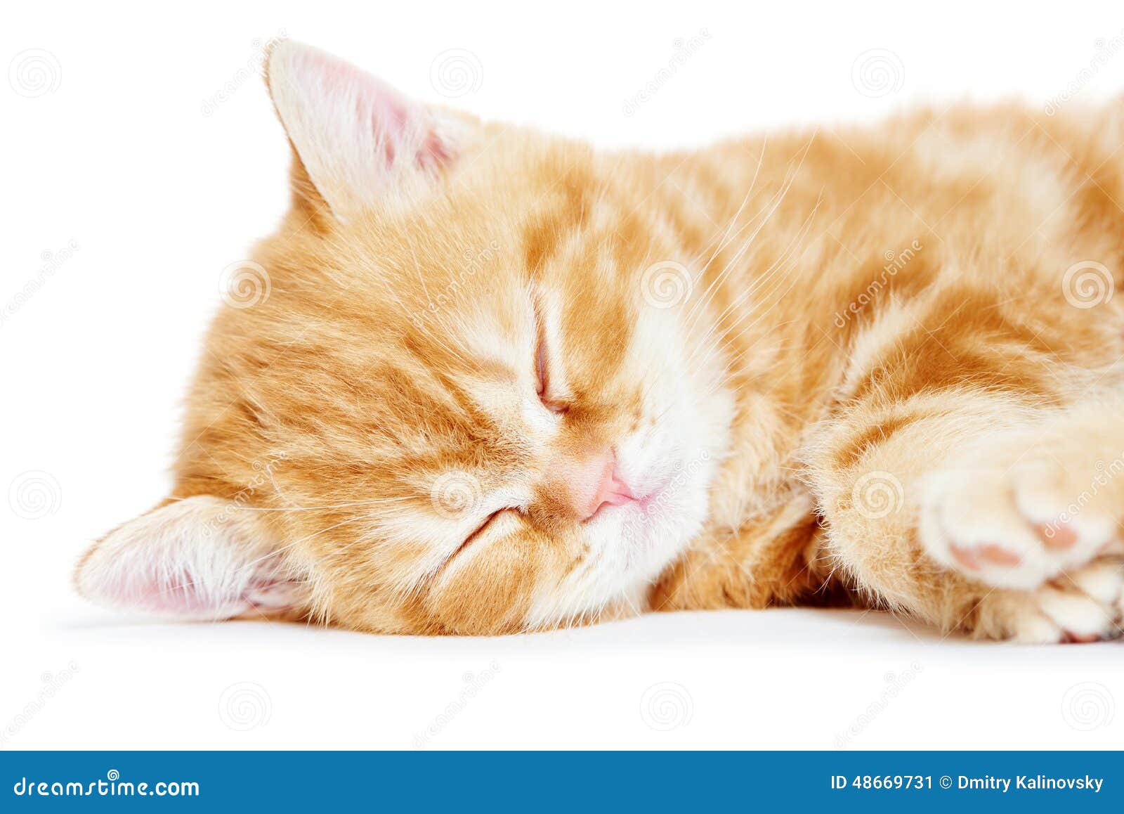 Sleeping kitten cat stock image. Image of rest, closeup - 48669731