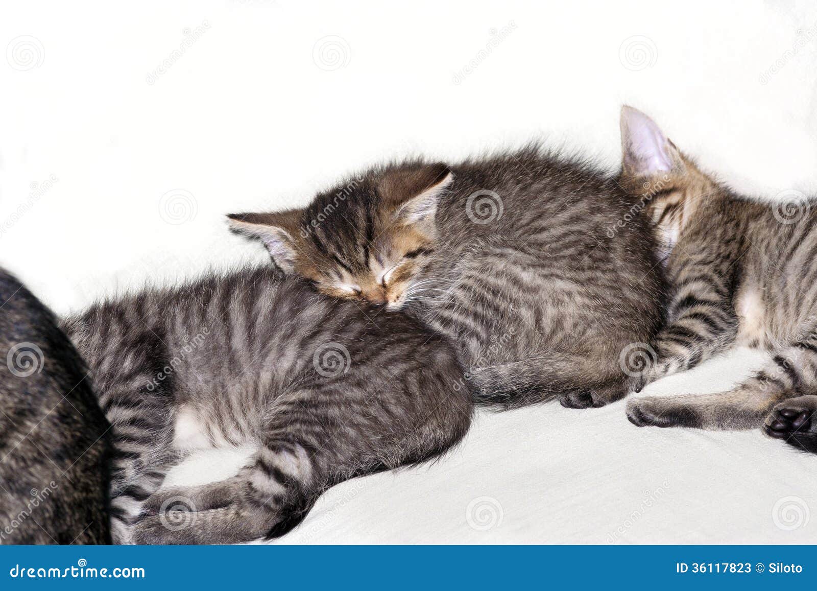 Drowsy Kitten On Wicker Chair. Stock Image | CartoonDealer.com #83506021