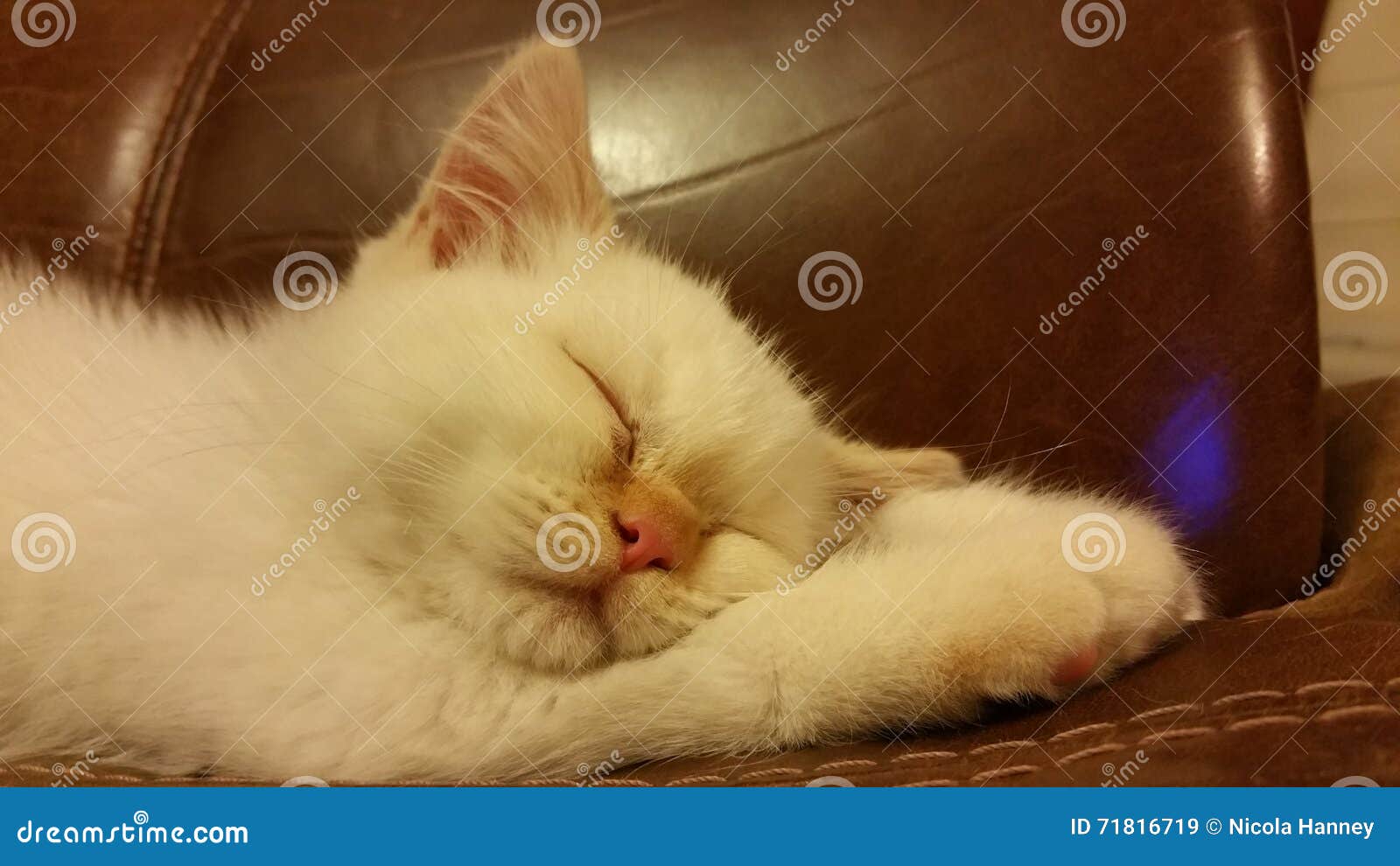 Sleeping Kitten stock image. Image of snoozing, kitten - 71816719