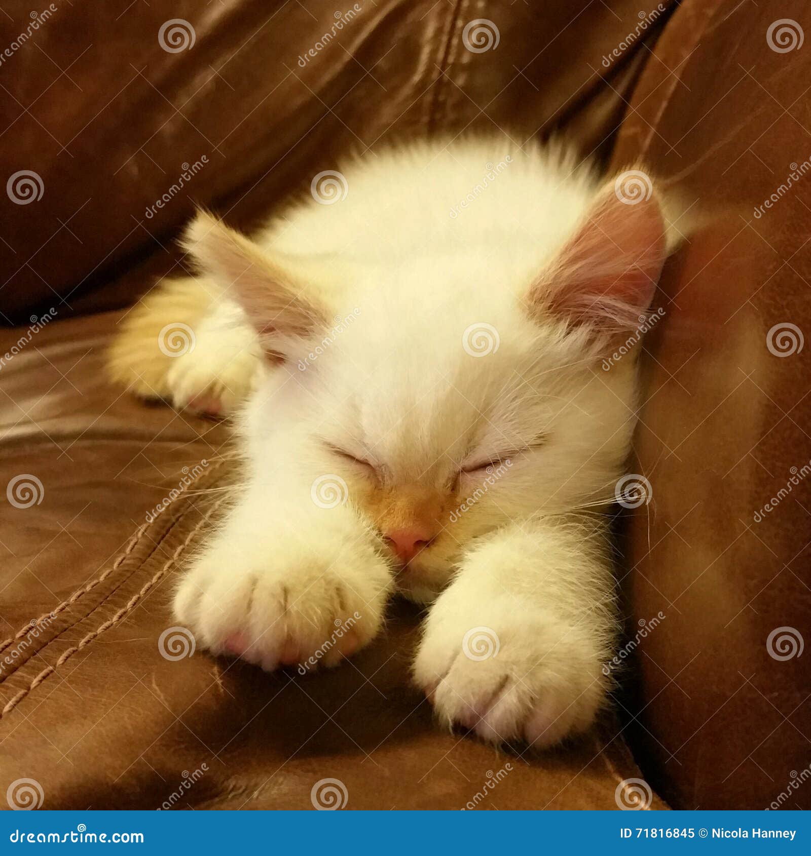 Sleeping Kitten stock image. Image of sofa, whiskers - 71816845